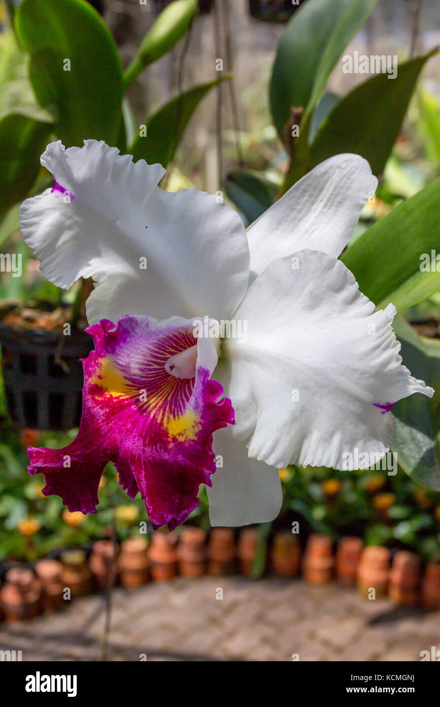 Beautiful white and magenta orchid Stock Photo - Alamy