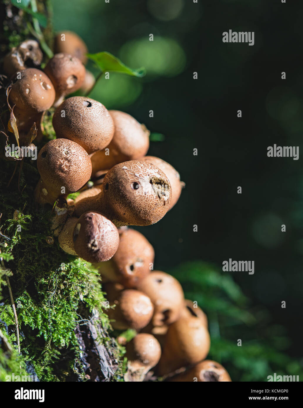 Stump Puffball mushrooms Stock Photo - Alamy