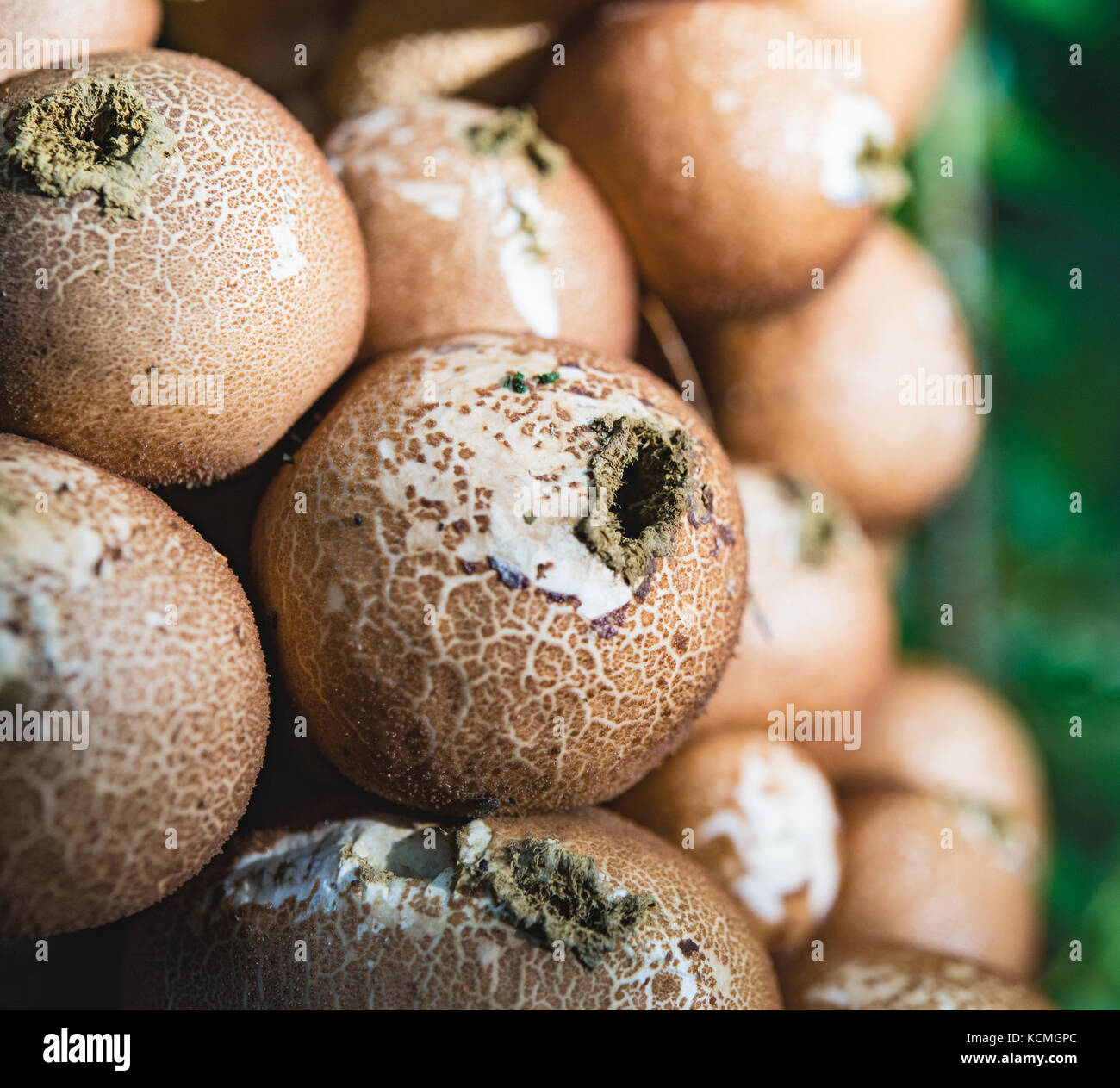 Puffball cluster hi-res stock photography and images - Alamy