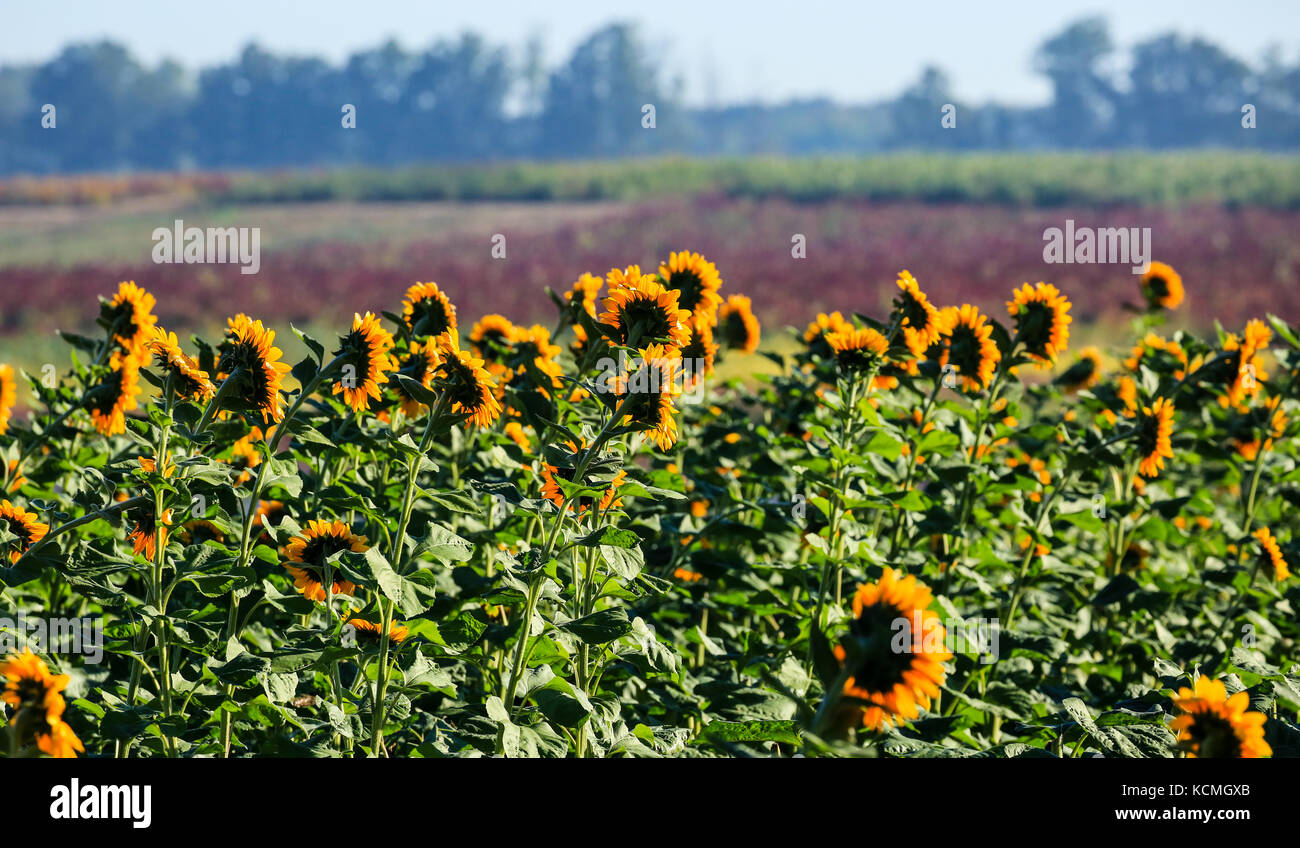 Sunflower and Cut Flower production in Southern Ontario Canada Stock ...