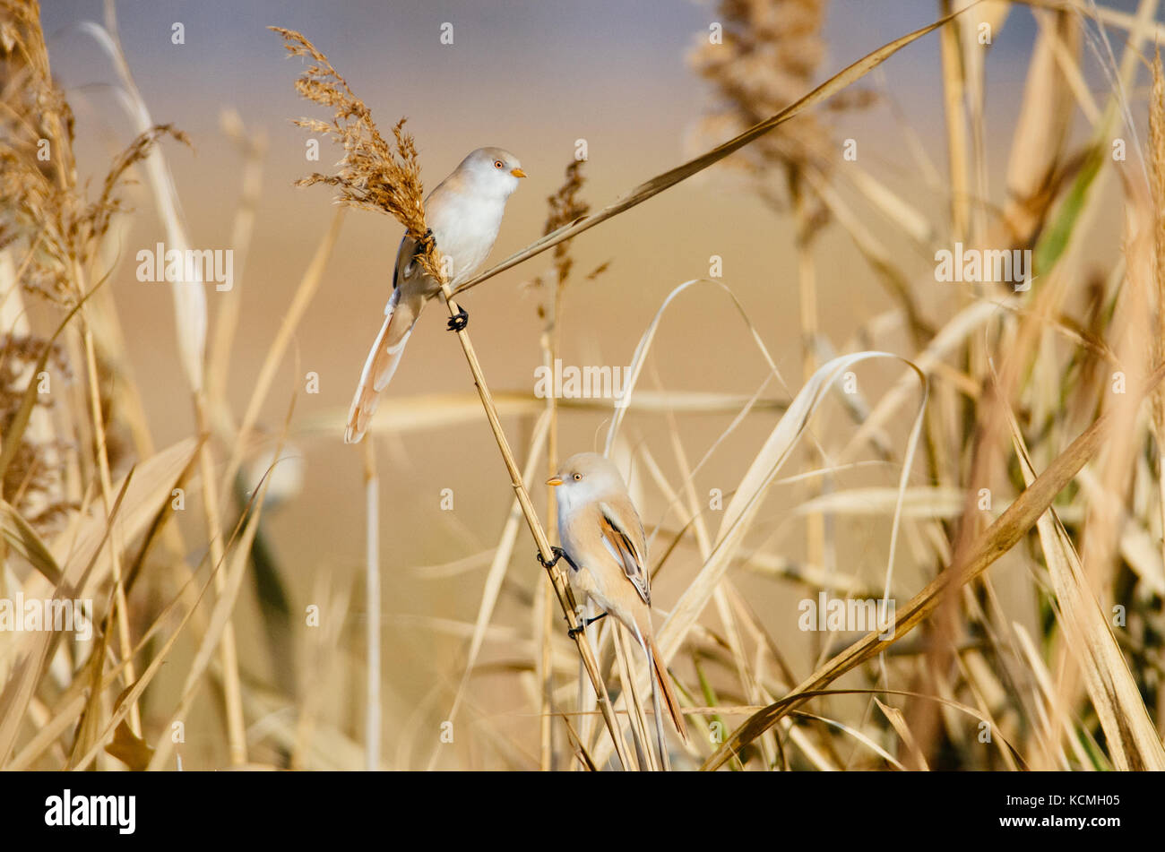 Bearded Reedlings (Panurus biarmicus) - female, Hortobagy National Park ...