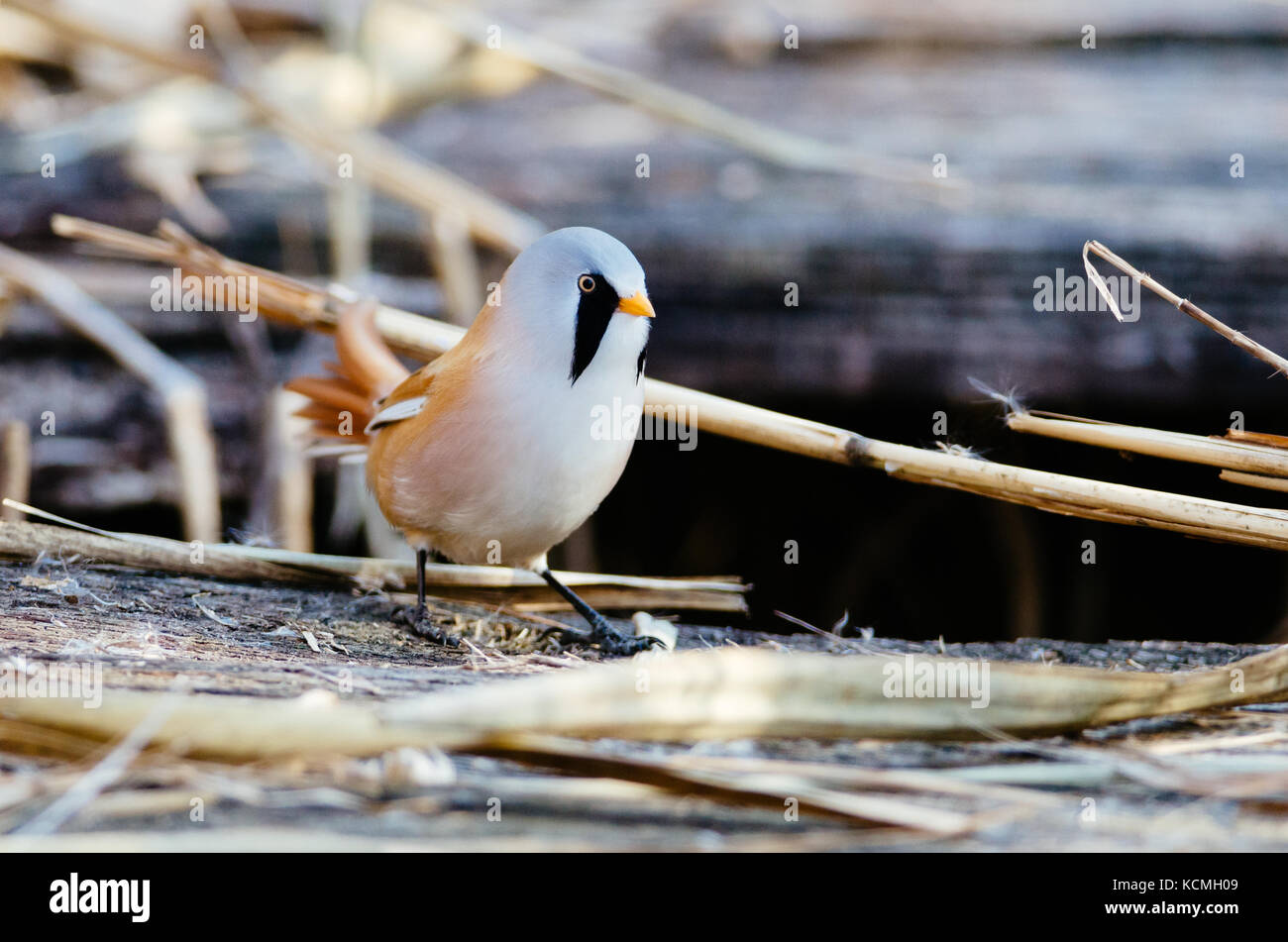 Bearded Reedling (Panurus biarmicus) - male, Hortobagy National Park ...