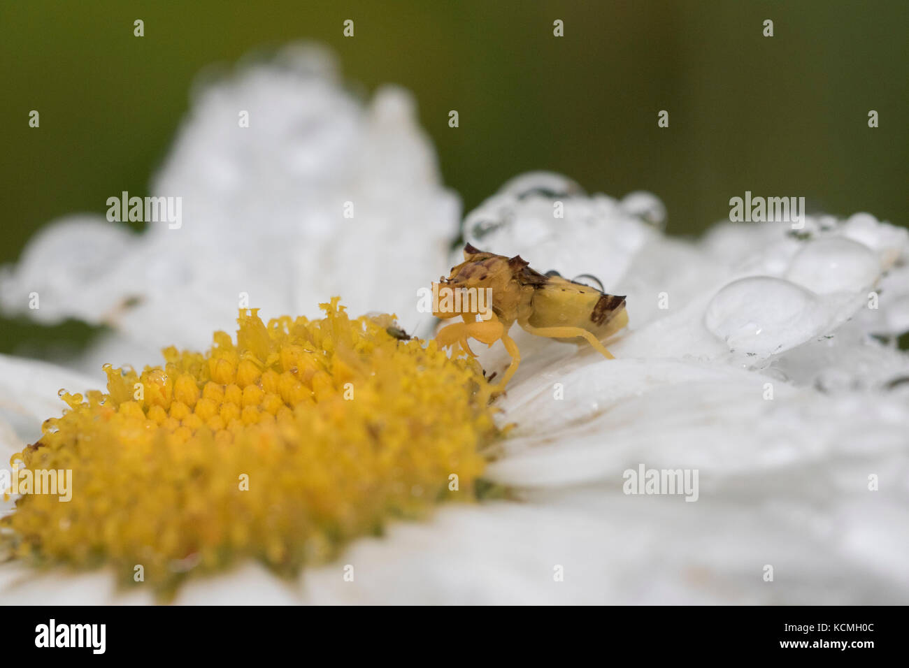 Ambush bug hi-res stock photography and images - Alamy