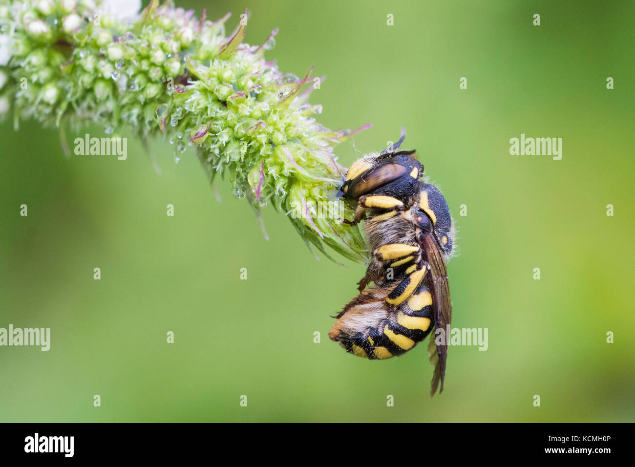Bee wild animal park hi-res stock photography and images - Alamy