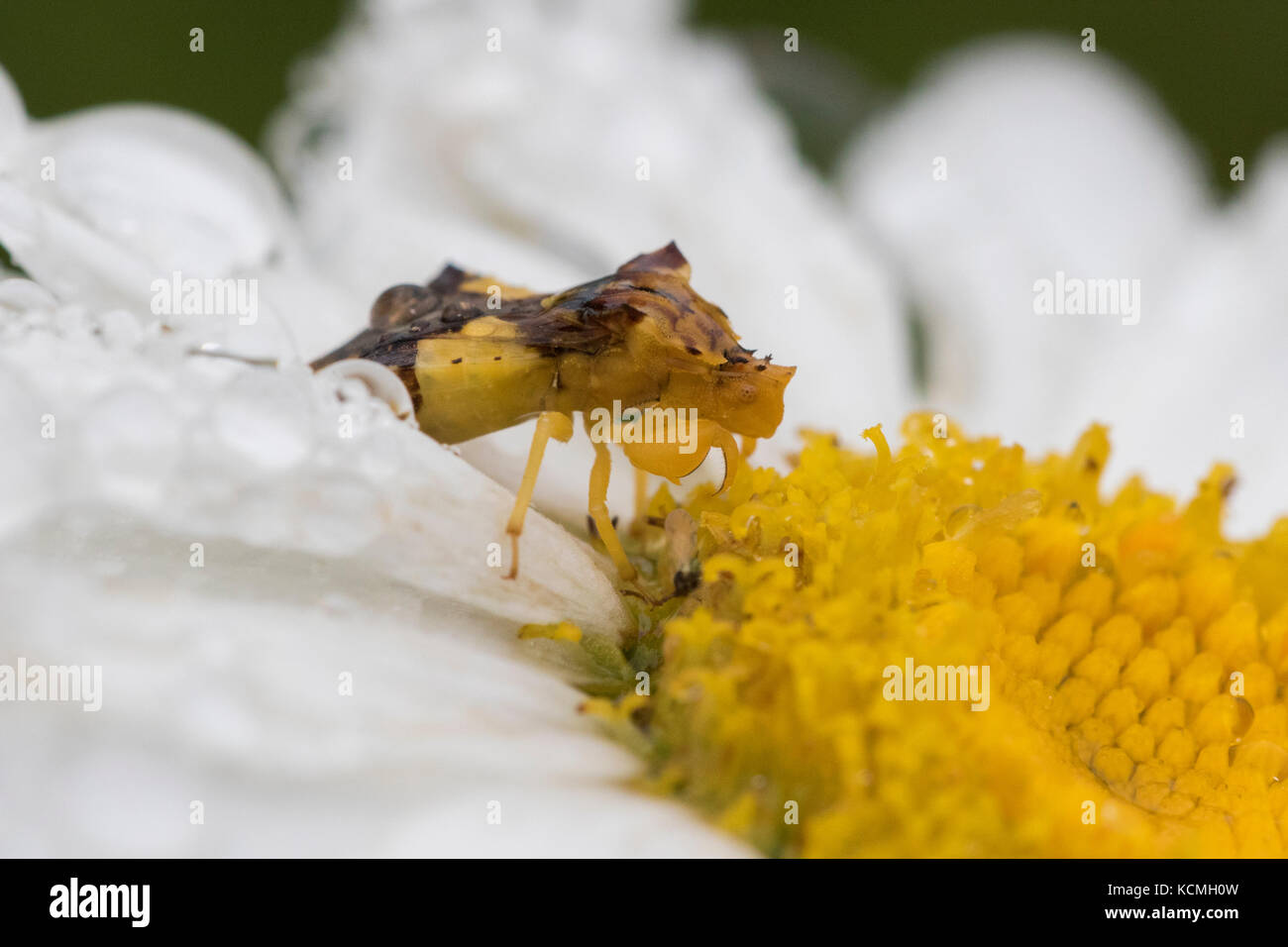 Ambush predator insect hi-res stock photography and images - Alamy