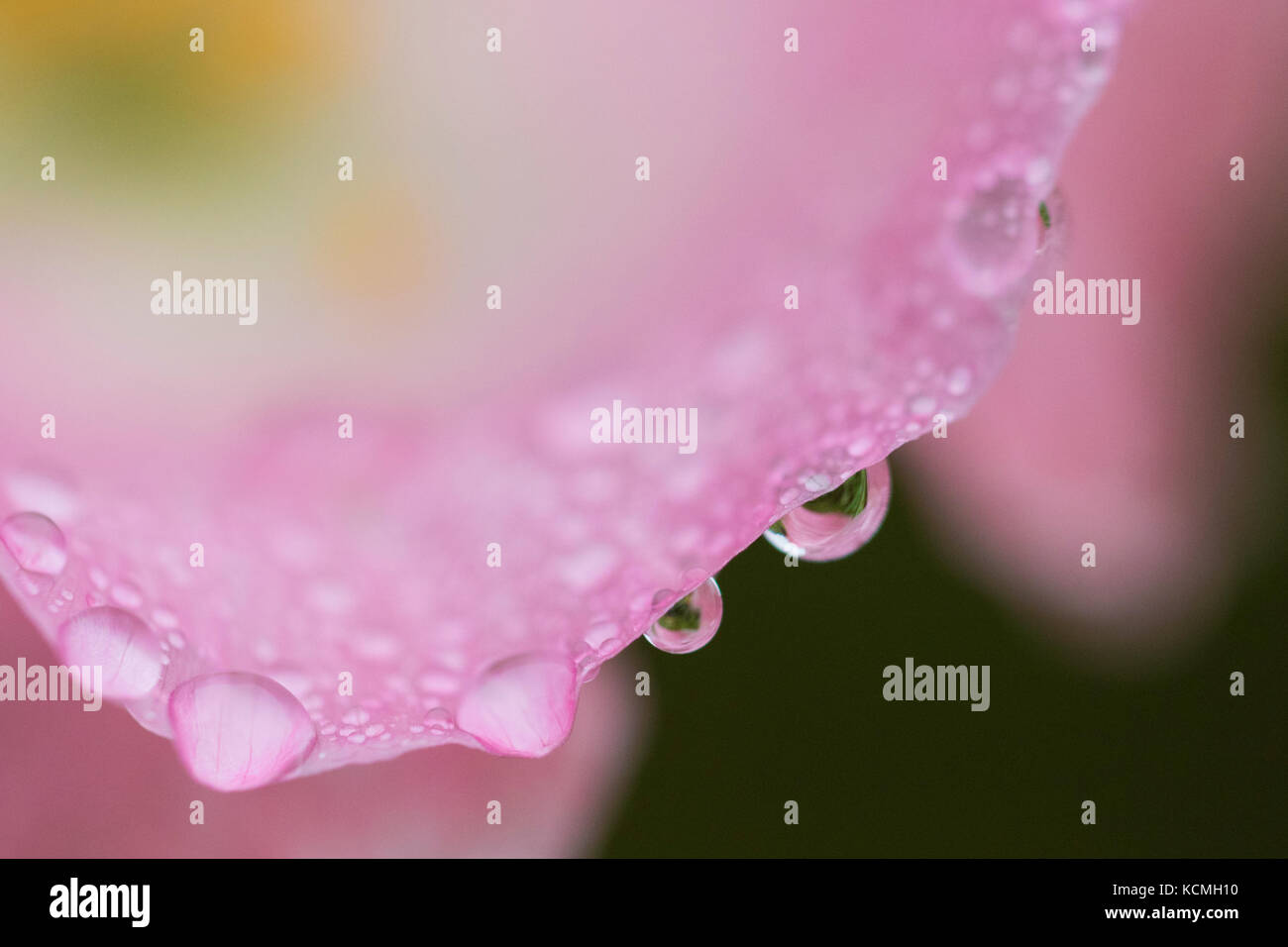 poppy flower in dew Stock Photo - Alamy