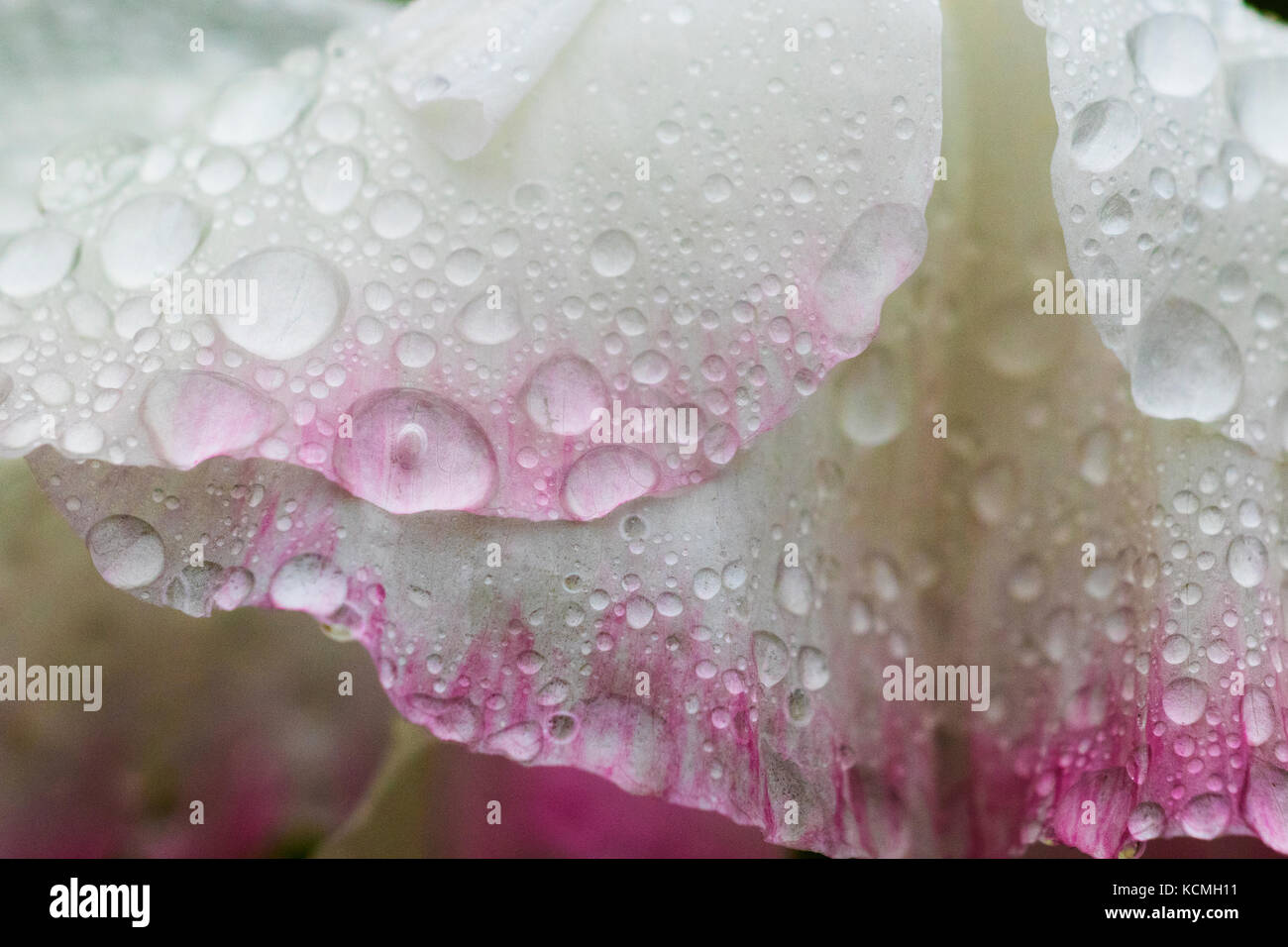 poppy flower in dew Stock Photo - Alamy