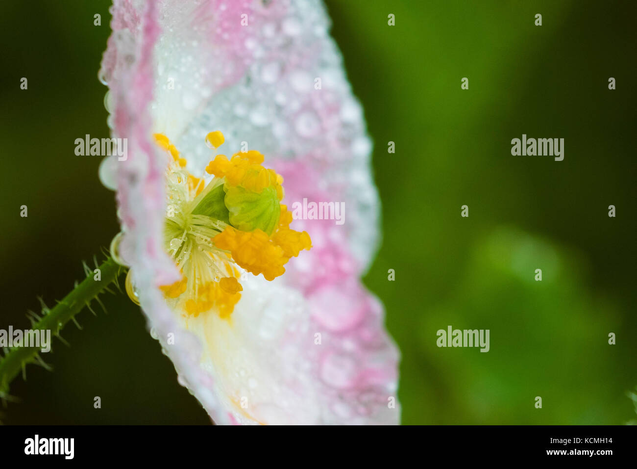 poppy flower in dew Stock Photo - Alamy