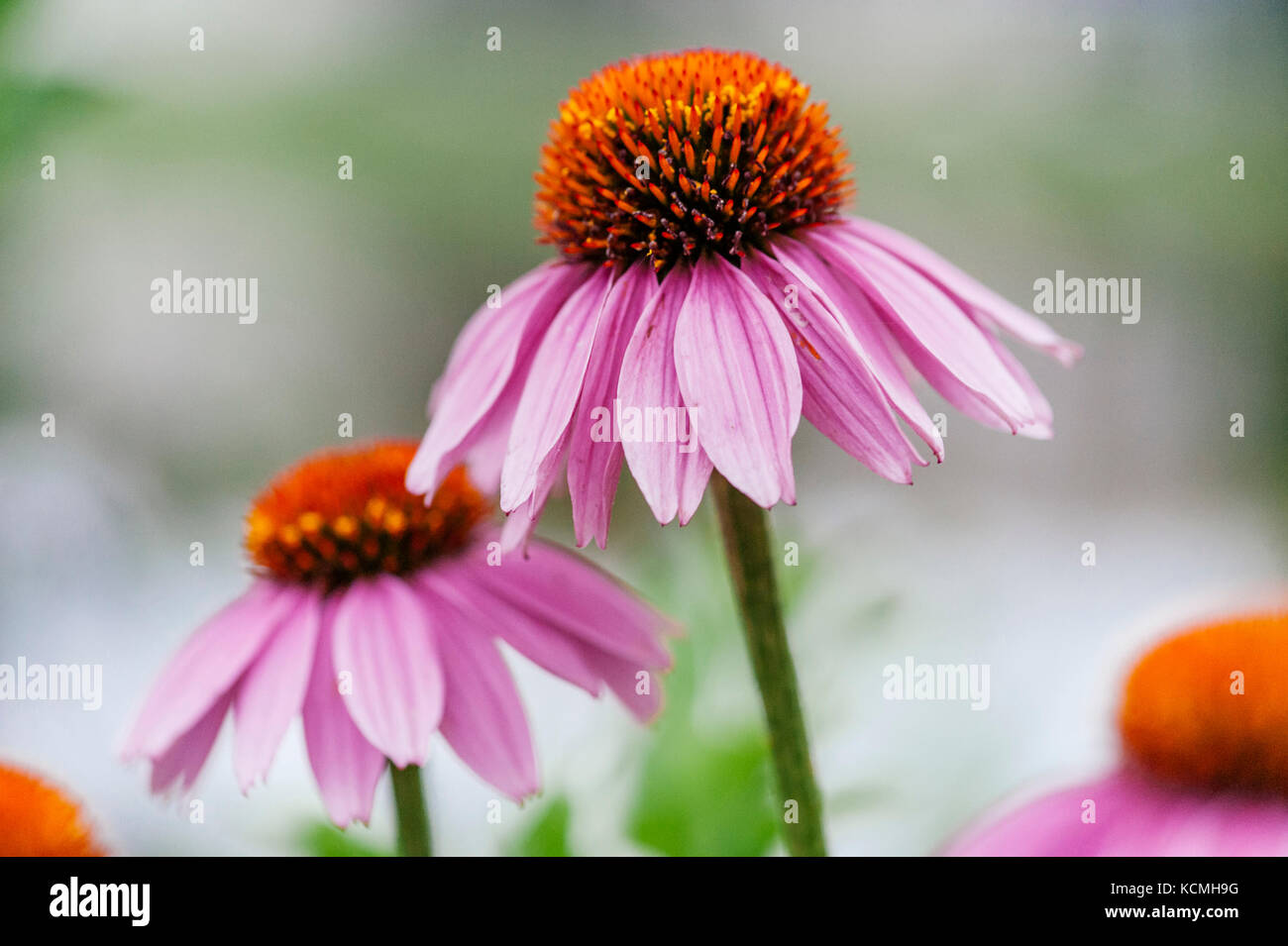 Echinacea, cone flowers, in bloom, in a garden setting Stock Photo - Alamy