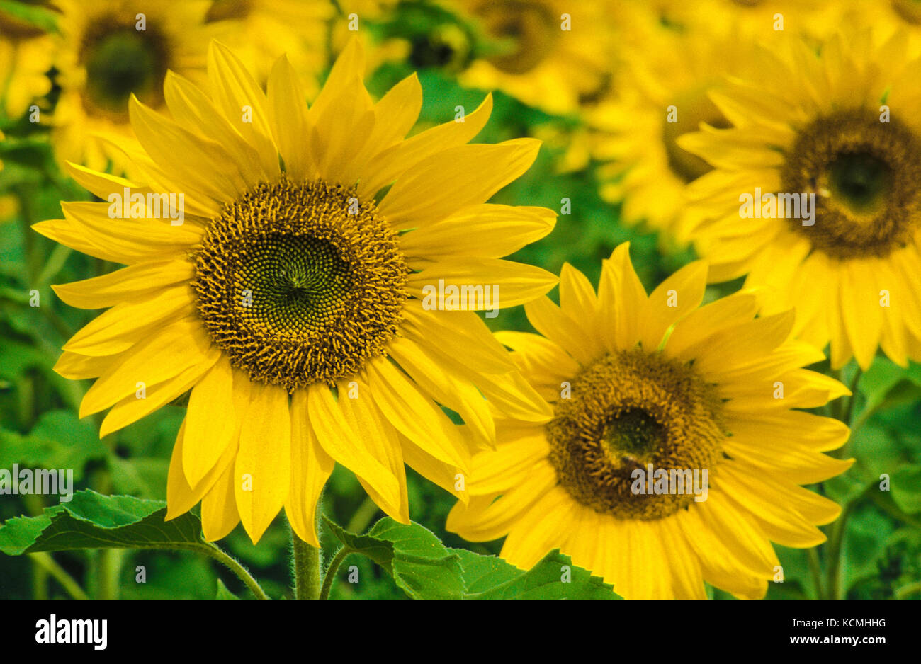 Helianthus Stem High Resolution Stock Photography and Images - Alamy