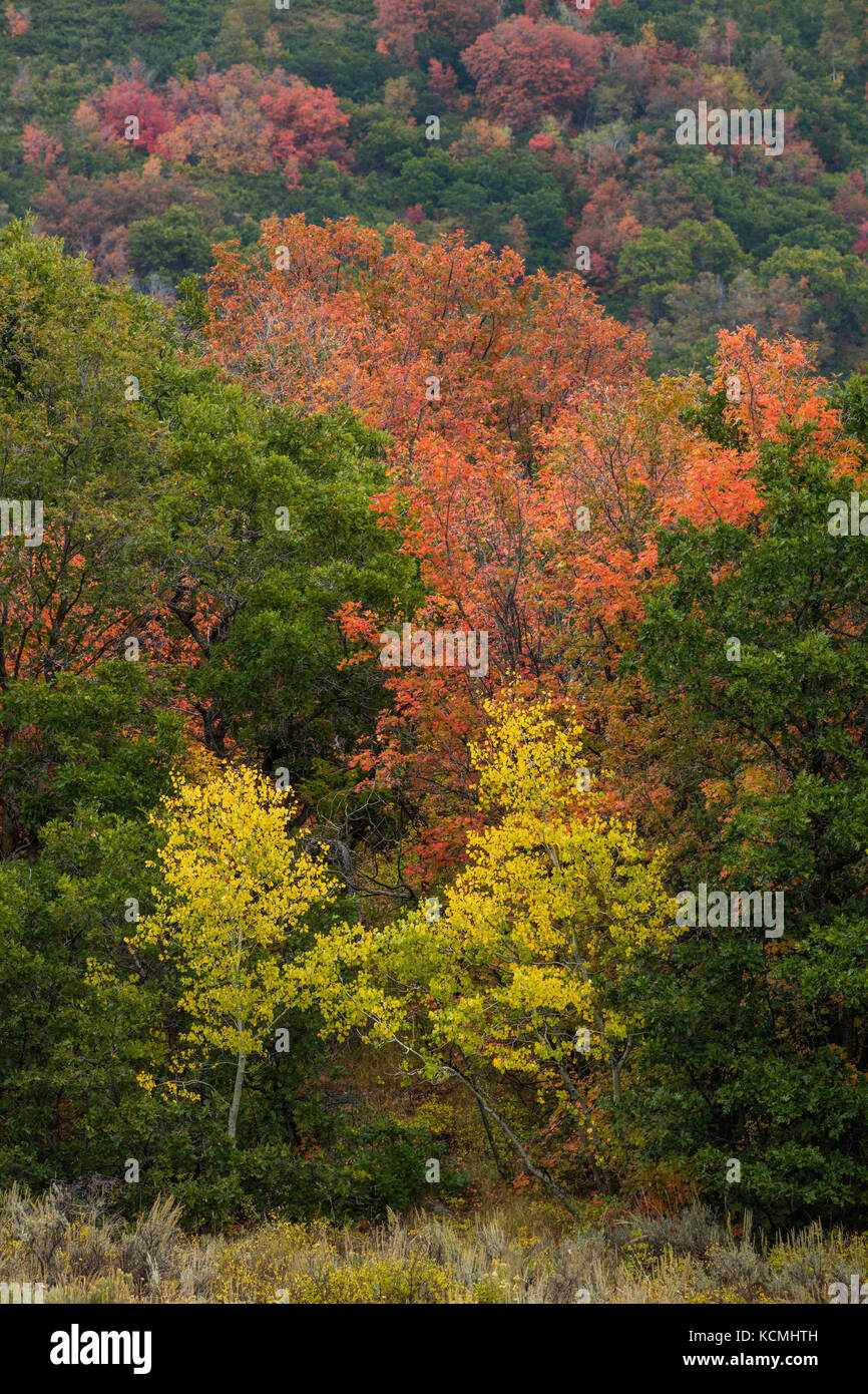 Fall colors, Wasatch Mountain State Park. Utah Stock Photo - Alamy