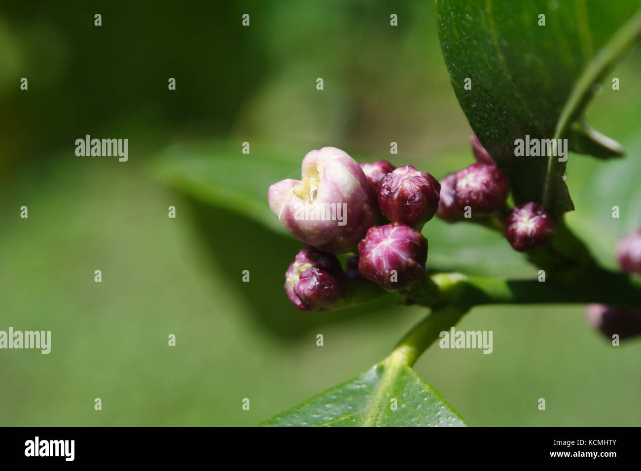 Lemon Blossom flower buds Stock Photo - Alamy