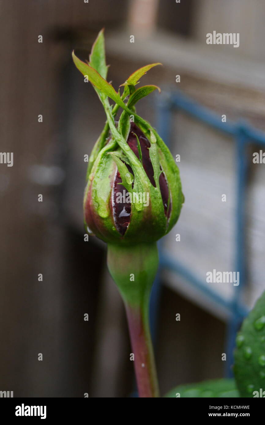 Dark Red Rose Bud Stock Photo - Alamy