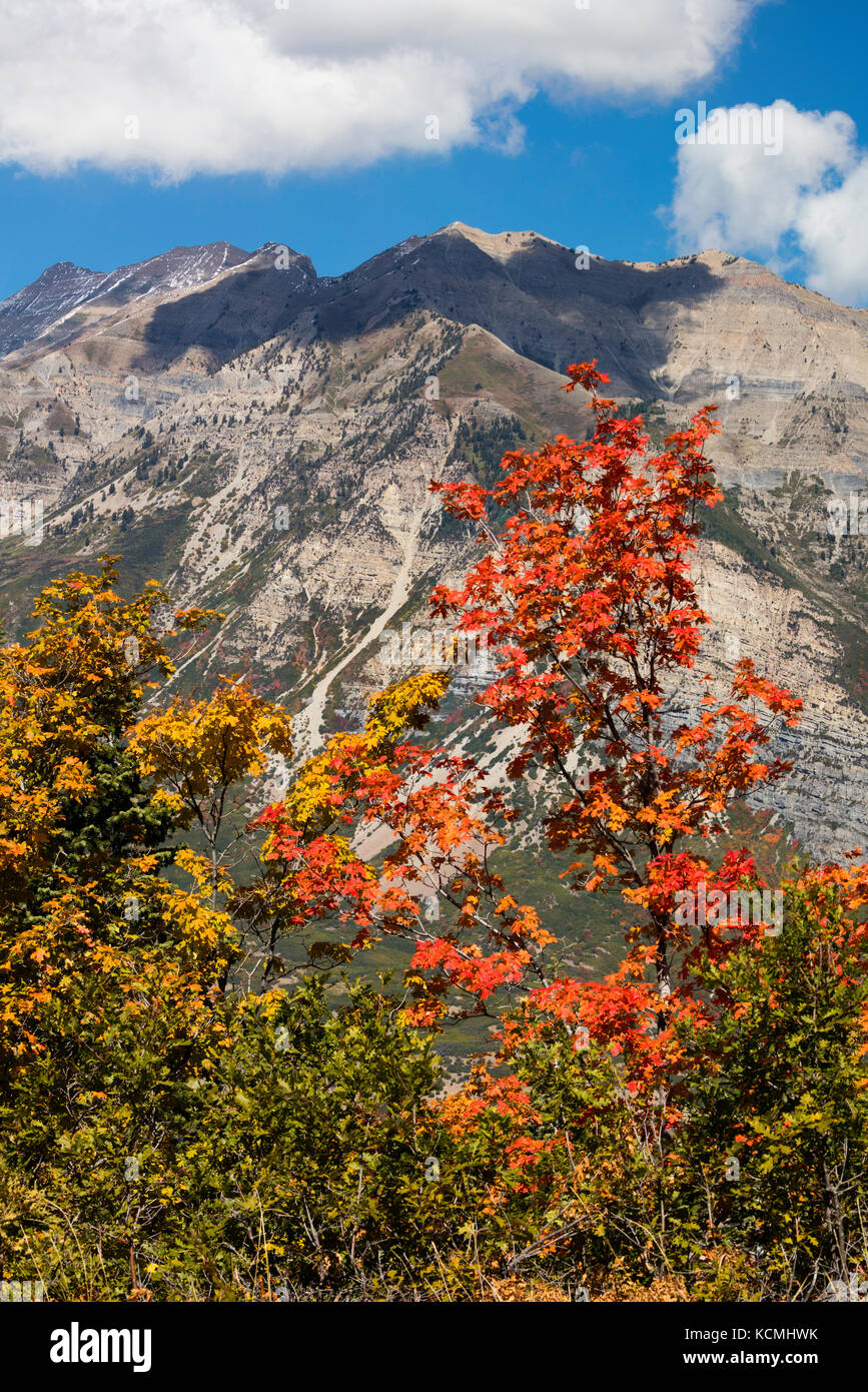 Fall color, Mount Timpanogos, Wasatch Mountains, Utah Stock Photo - Alamy