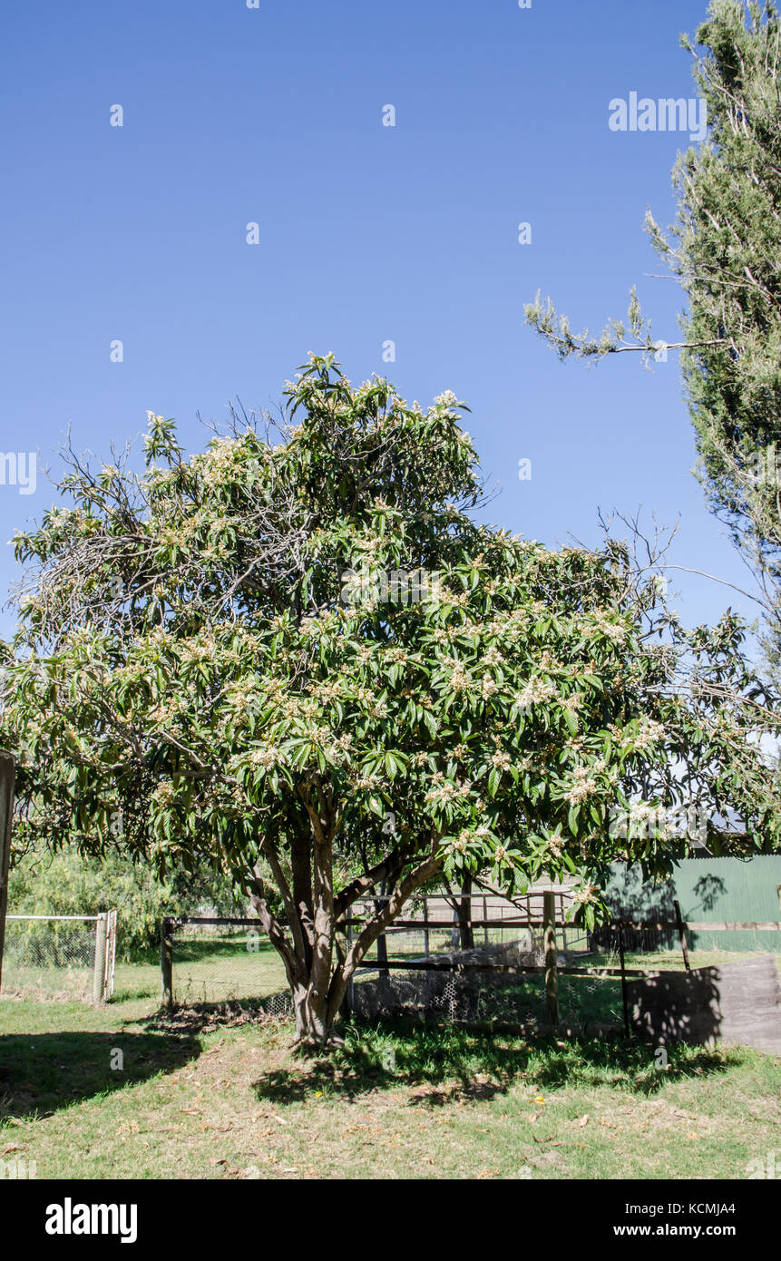 Loquat tree in flower. Eriobotrya japonica.also known as Japanese plum ...