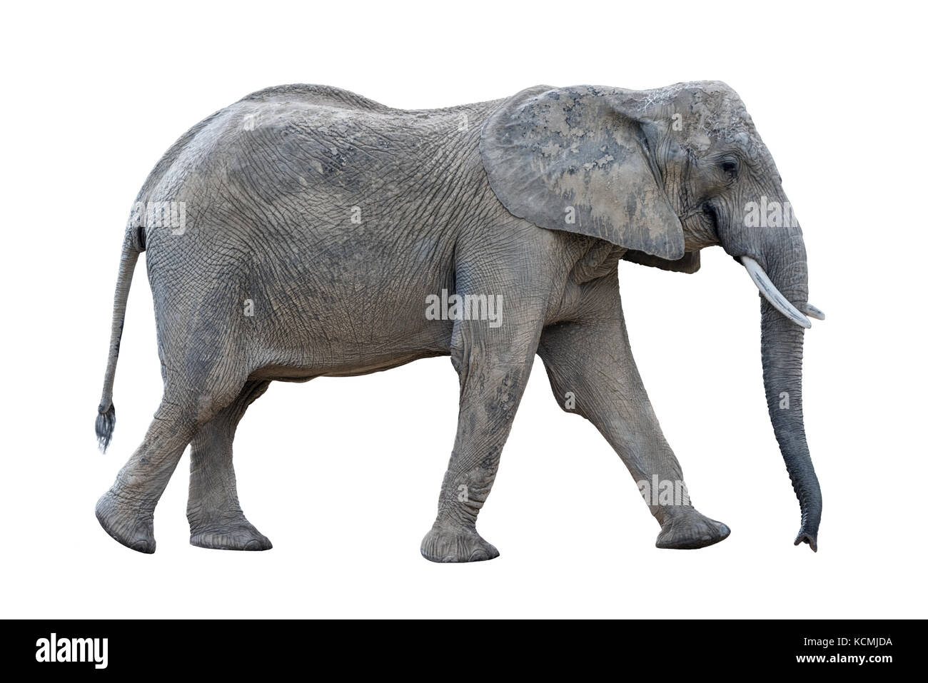 Adult elephant skin Cut Out Stock Images & Pictures - Alamy