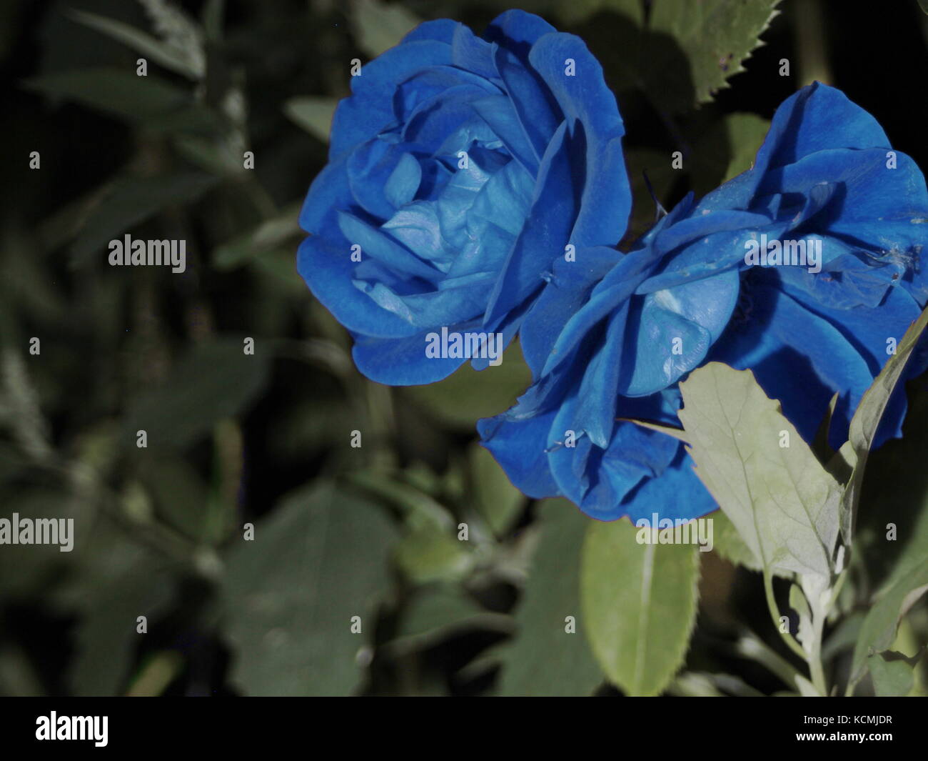 Light blue rose petals hi-res stock photography and images - Alamy