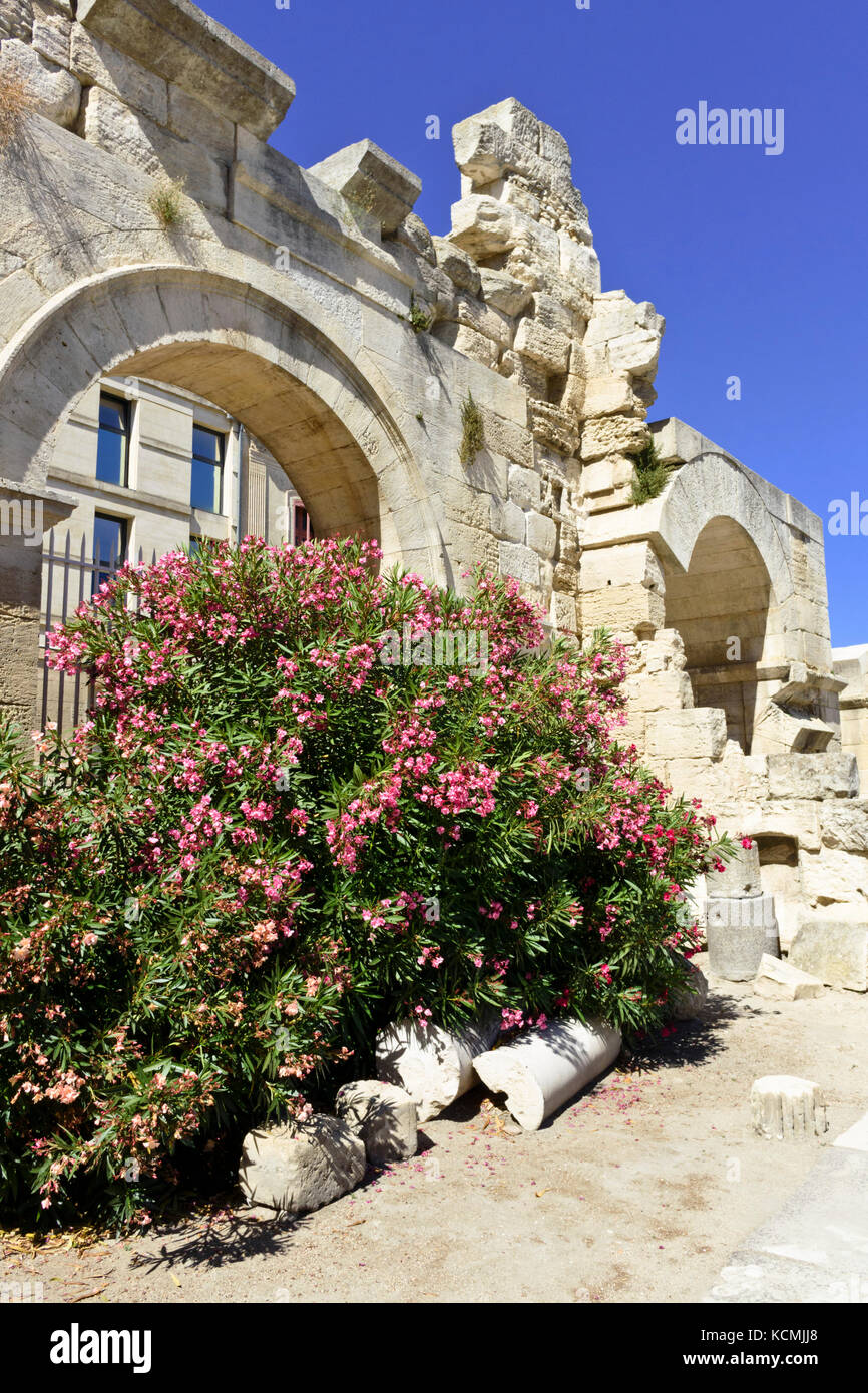 Oleander (Nerium oleander) at the Roman theatre, Arles, Provence ...