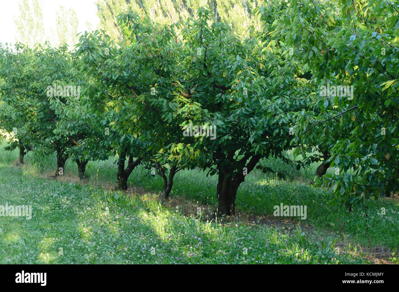 Orchard, Provence, France Stock Photo - Alamy