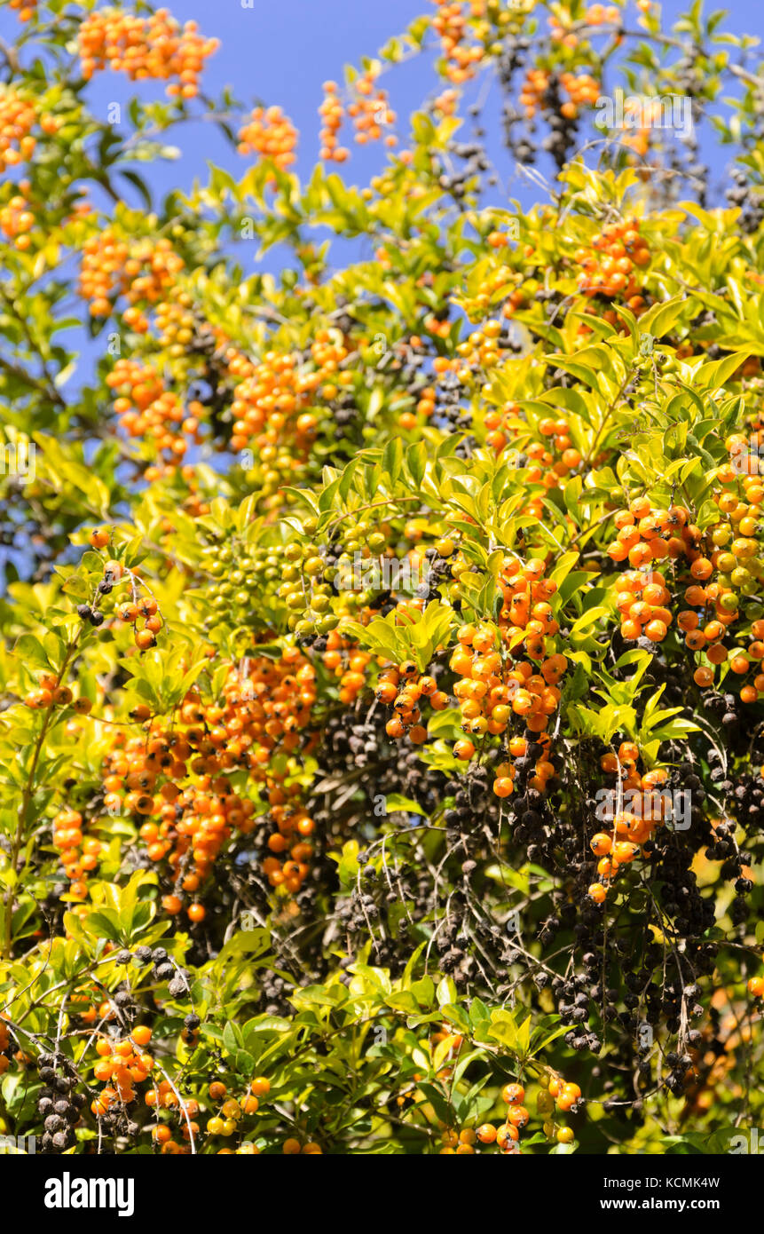 Pigeon berry (Duranta erecta Stock Photo - Alamy