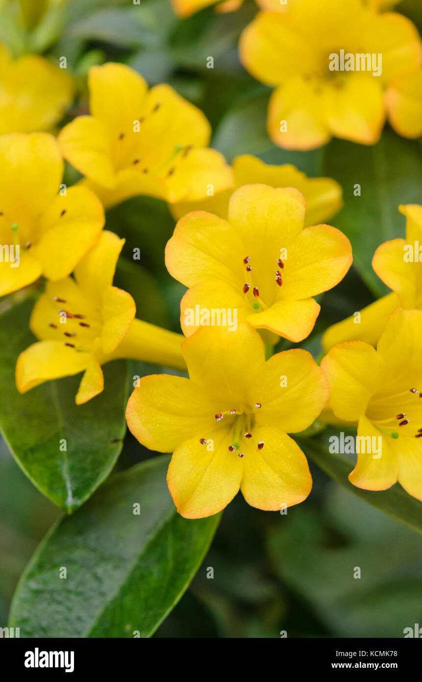 Vireya hi-res stock photography and images - Alamy