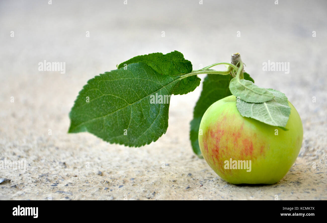 Picture of a Summer organic apples Stock Photo - Alamy
