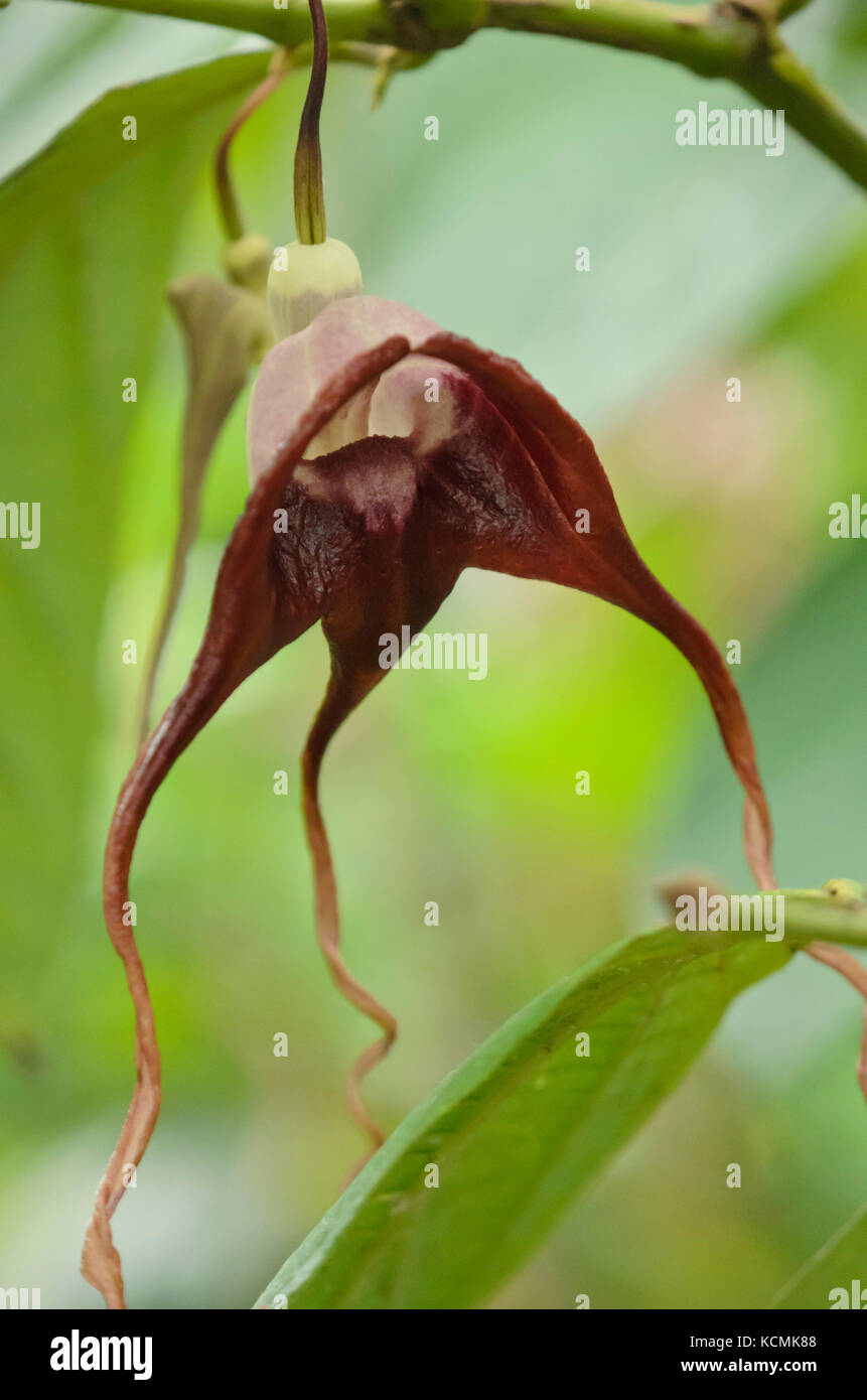 Dutchman's pipe (Aristolochia tricaudata Stock Photo - Alamy