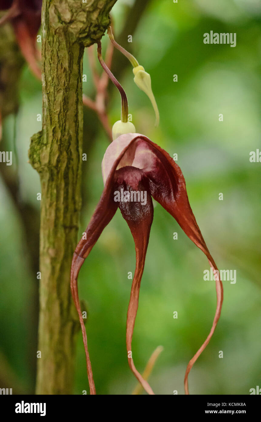 Dutchman's pipe (Aristolochia tricaudata Stock Photo - Alamy