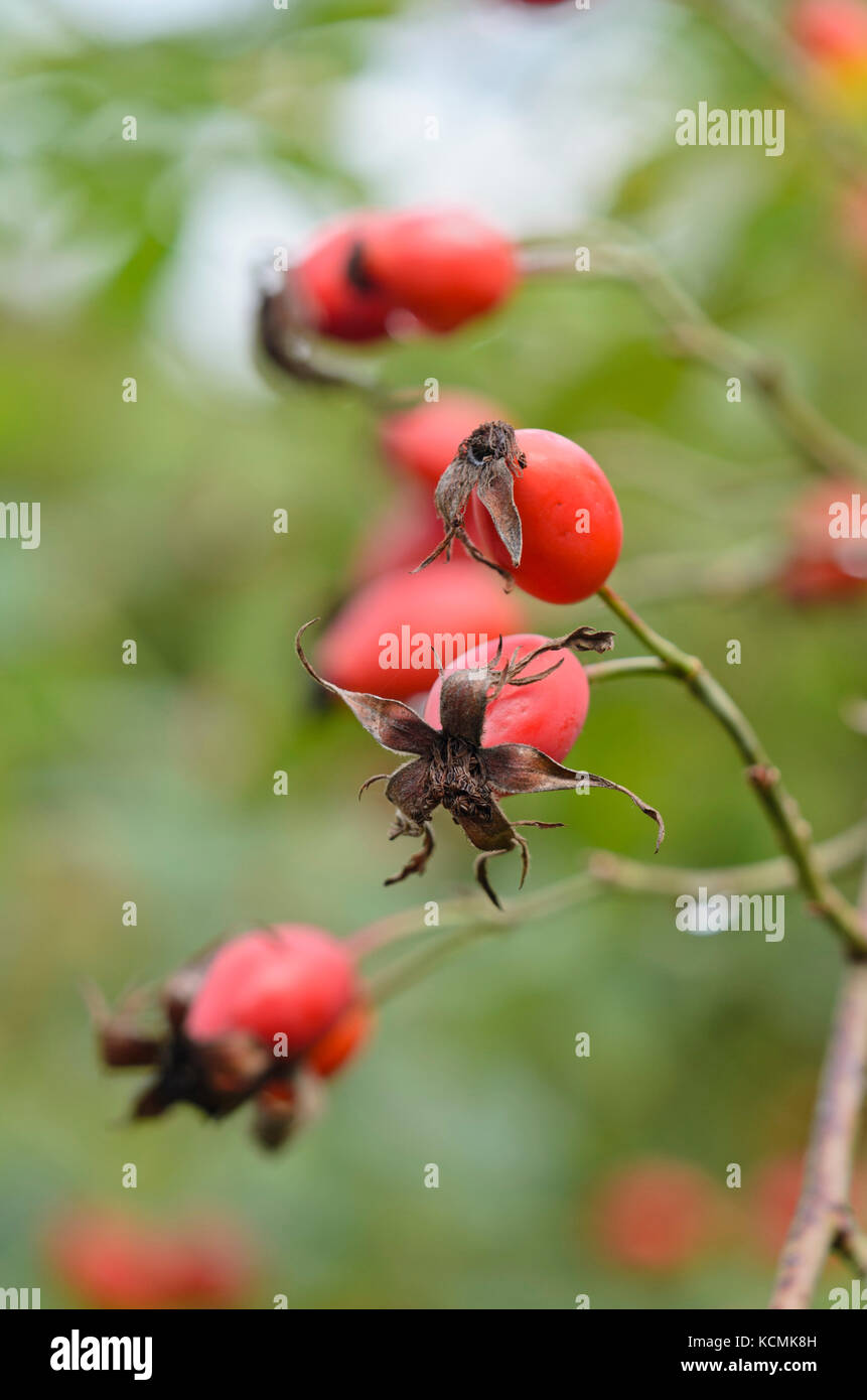 Prickly rose rosa acicularis hi-res stock photography and images - Alamy