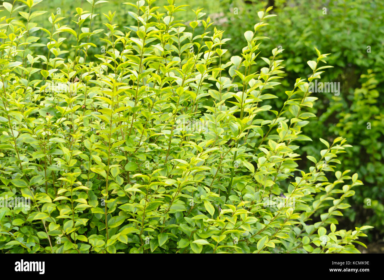 California privet (Ligustrum ovalifolium 'Aureum' Stock Photo - Alamy