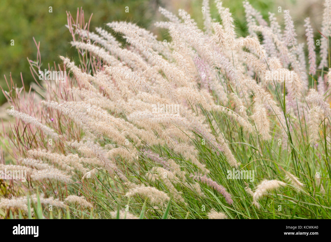 Fountain grass (Pennisetum orientale Stock Photo - Alamy