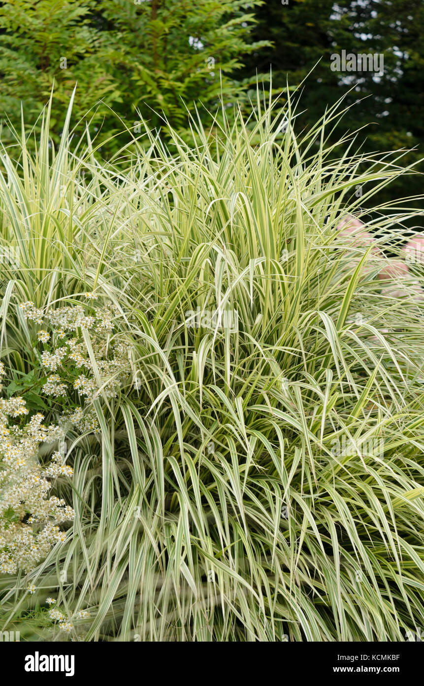 Chinese Silver Grass Miscanthus Sinensis Variegata Syn Miscanthus Sinensis Variegatus