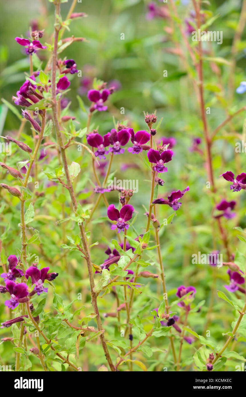 Clammy cuphea (Cuphea viscosissima Stock Photo - Alamy