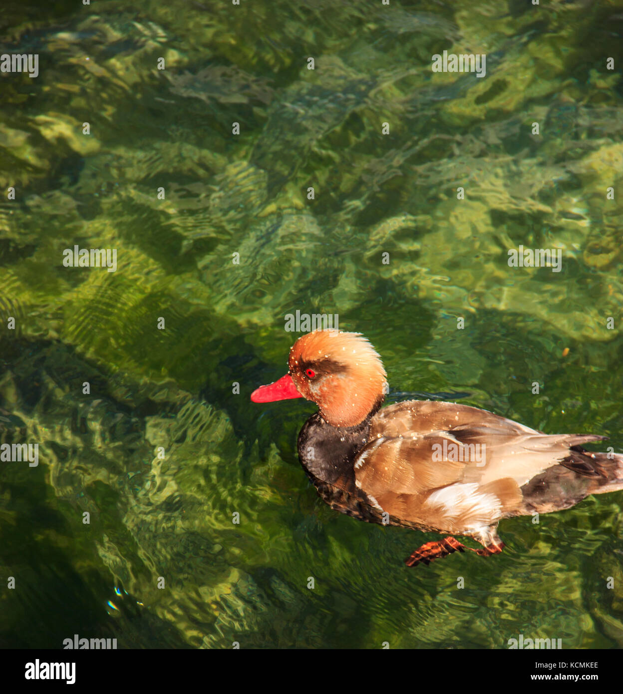 Beautiful red brown duck floating in the river background Stock Photo ...