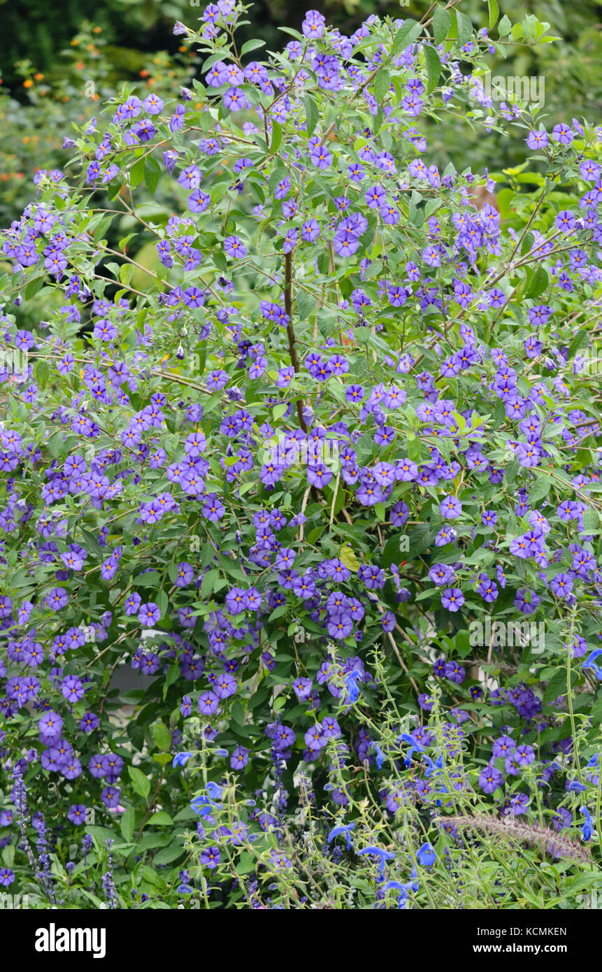 Blue potato bush (Lycianthes rantonnetii syn. Solanum rantonnetii Stock ...