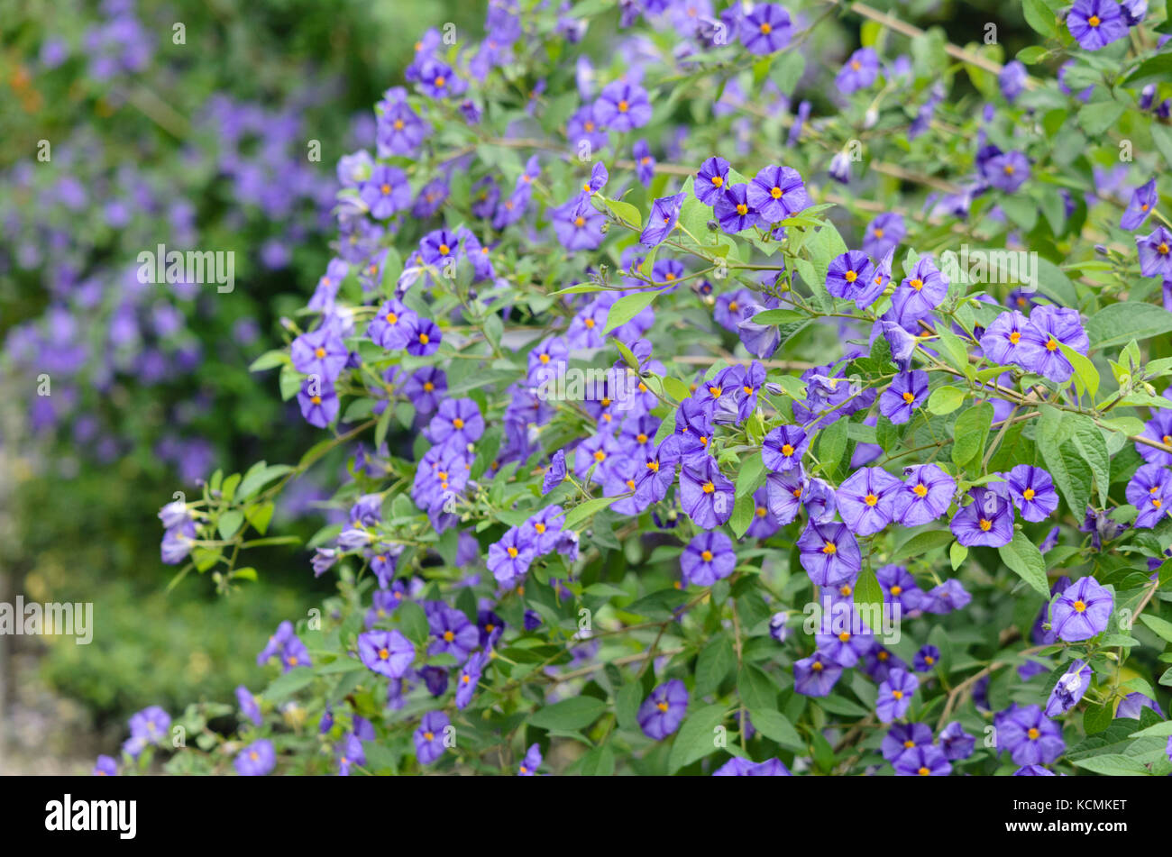 Blue potato bush (Lycianthes rantonnetii syn. Solanum rantonnetii Stock ...