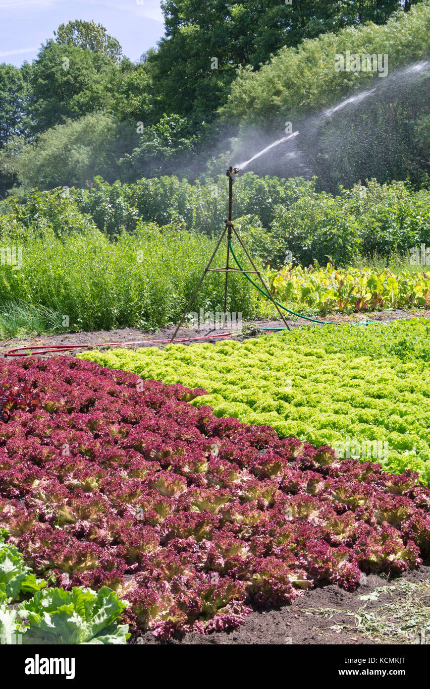 Irrigation of a vegetable garden Stock Photo - Alamy