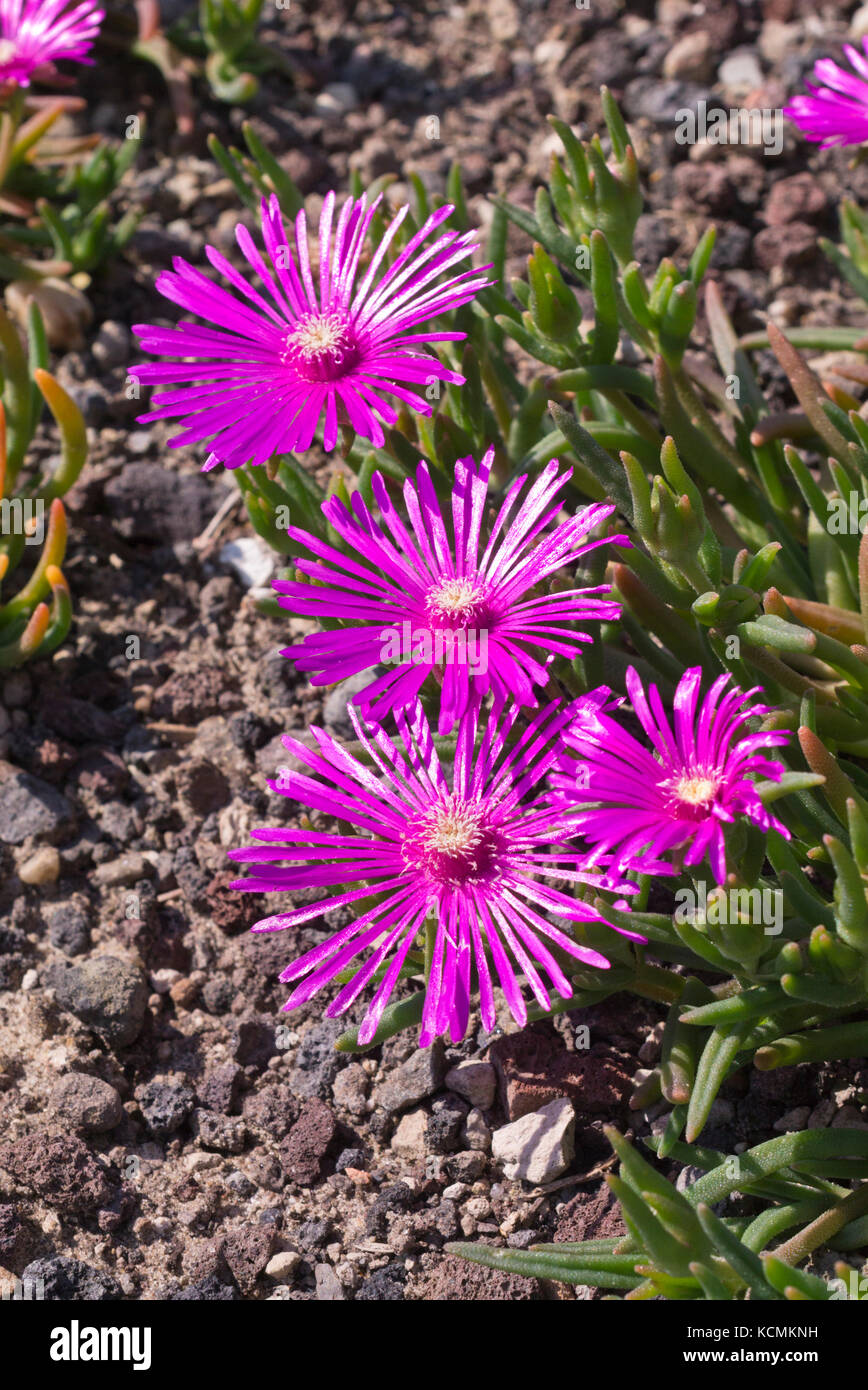 Hardy ice plant hi-res stock photography and images - Alamy