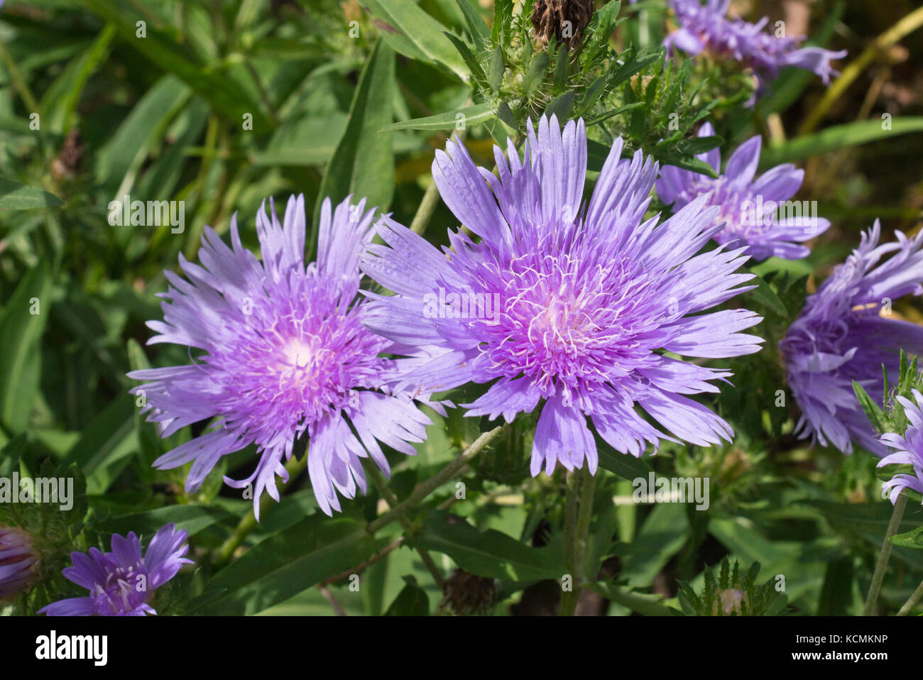 Stokes aster (Stokesia laevis Stock Photo - Alamy