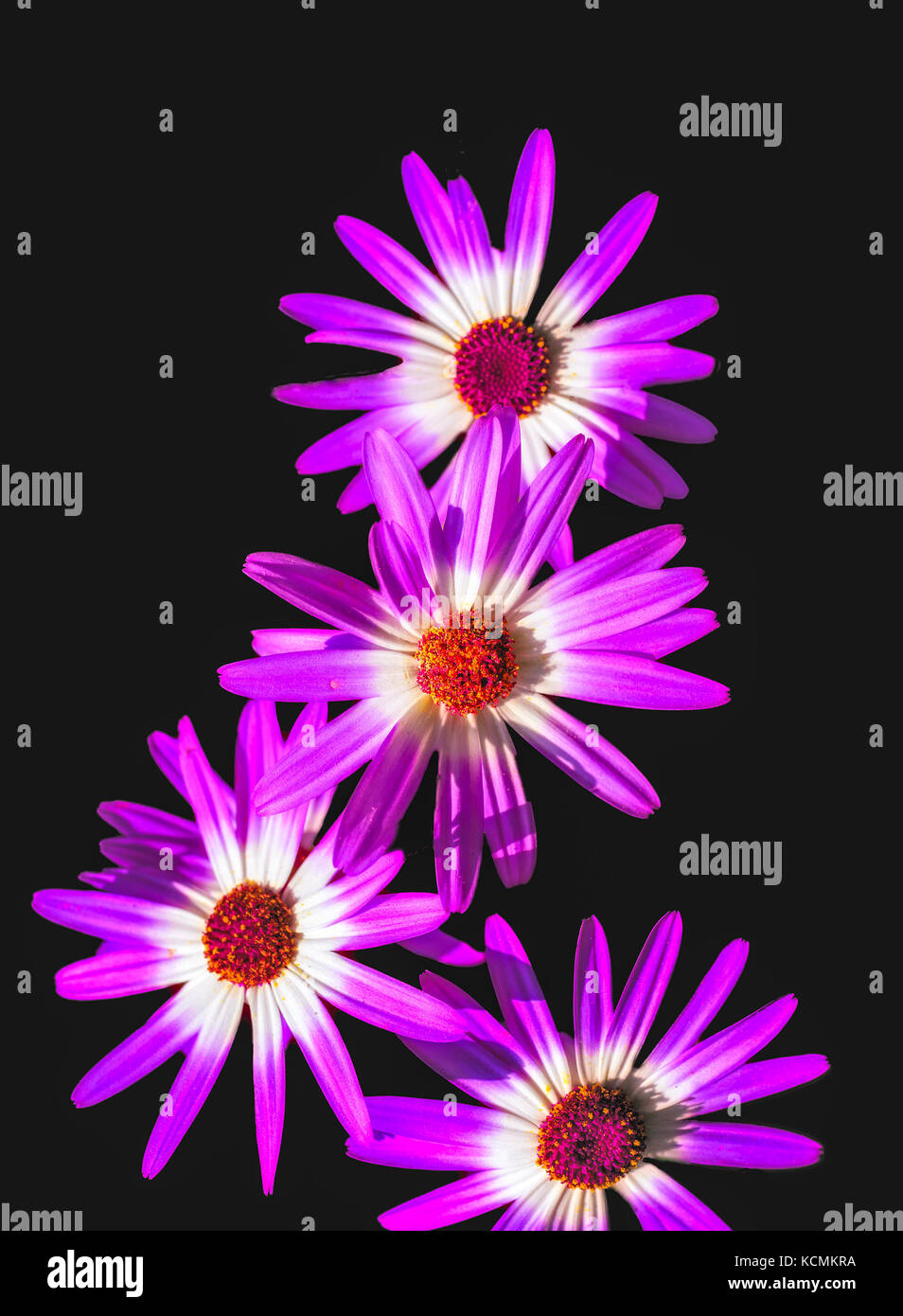 Colorful floral fine art image of a flowering violet senecio in vivid ...