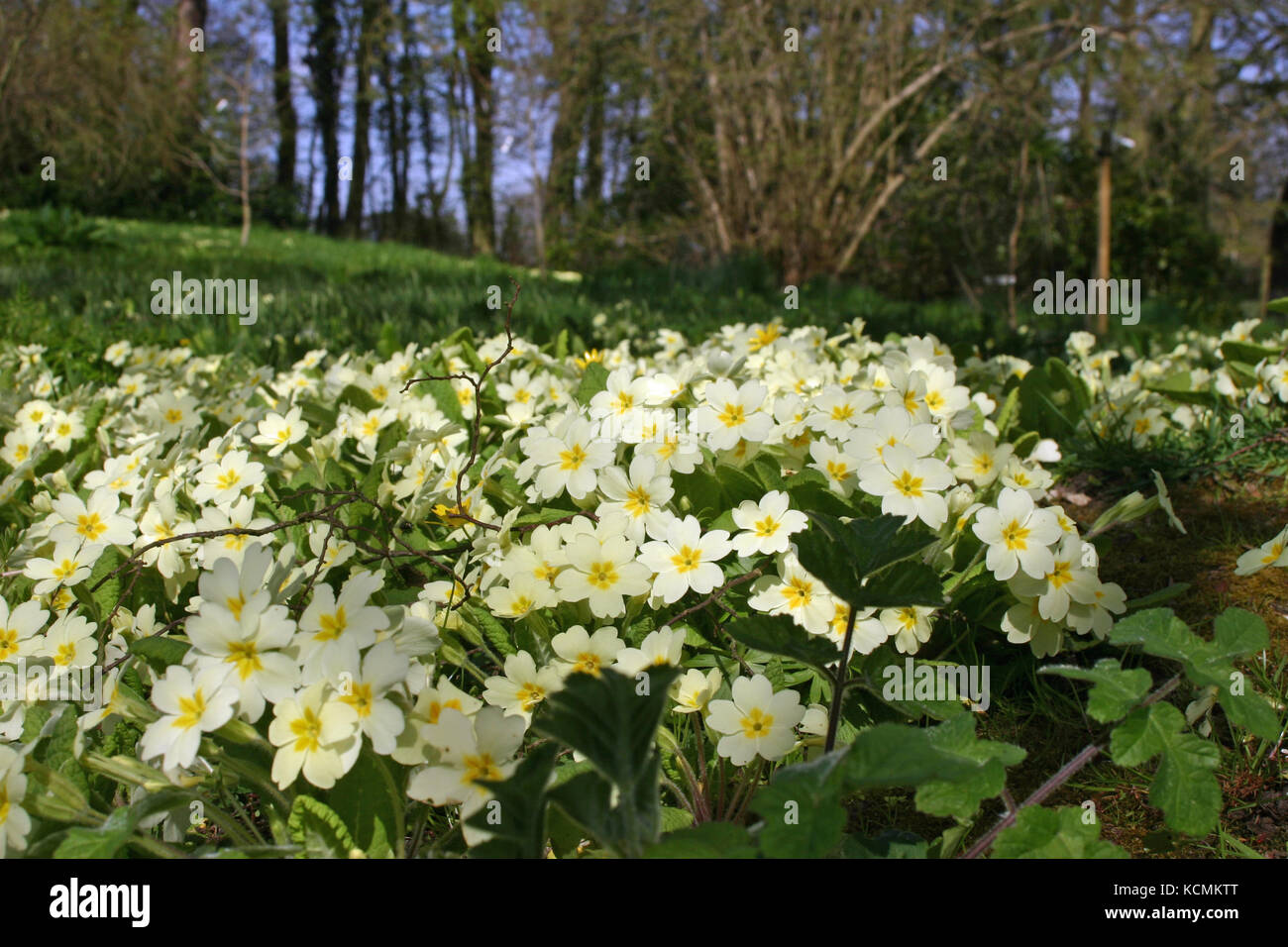 A small bank of primroses (Primula vulgaris) in full flower in spring ...