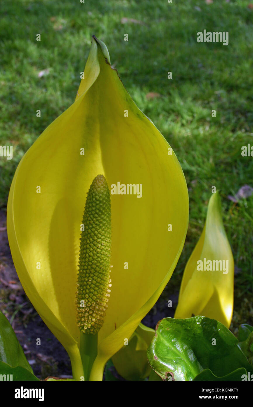 Flowering yellow skunk cabbage (Lysichiton americanus) with grass as ...