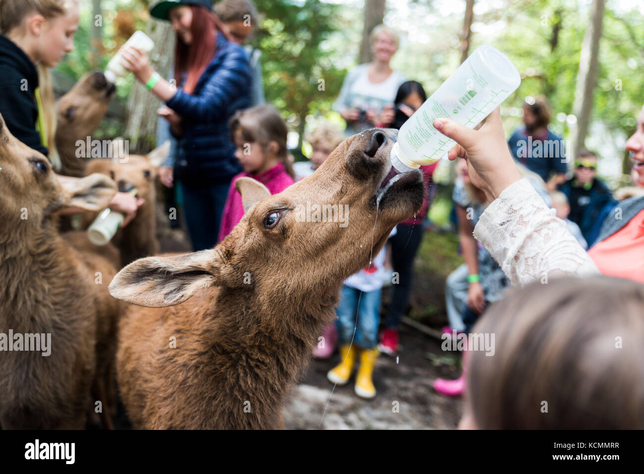 elgtun moose park norway Stock Photo - Alamy