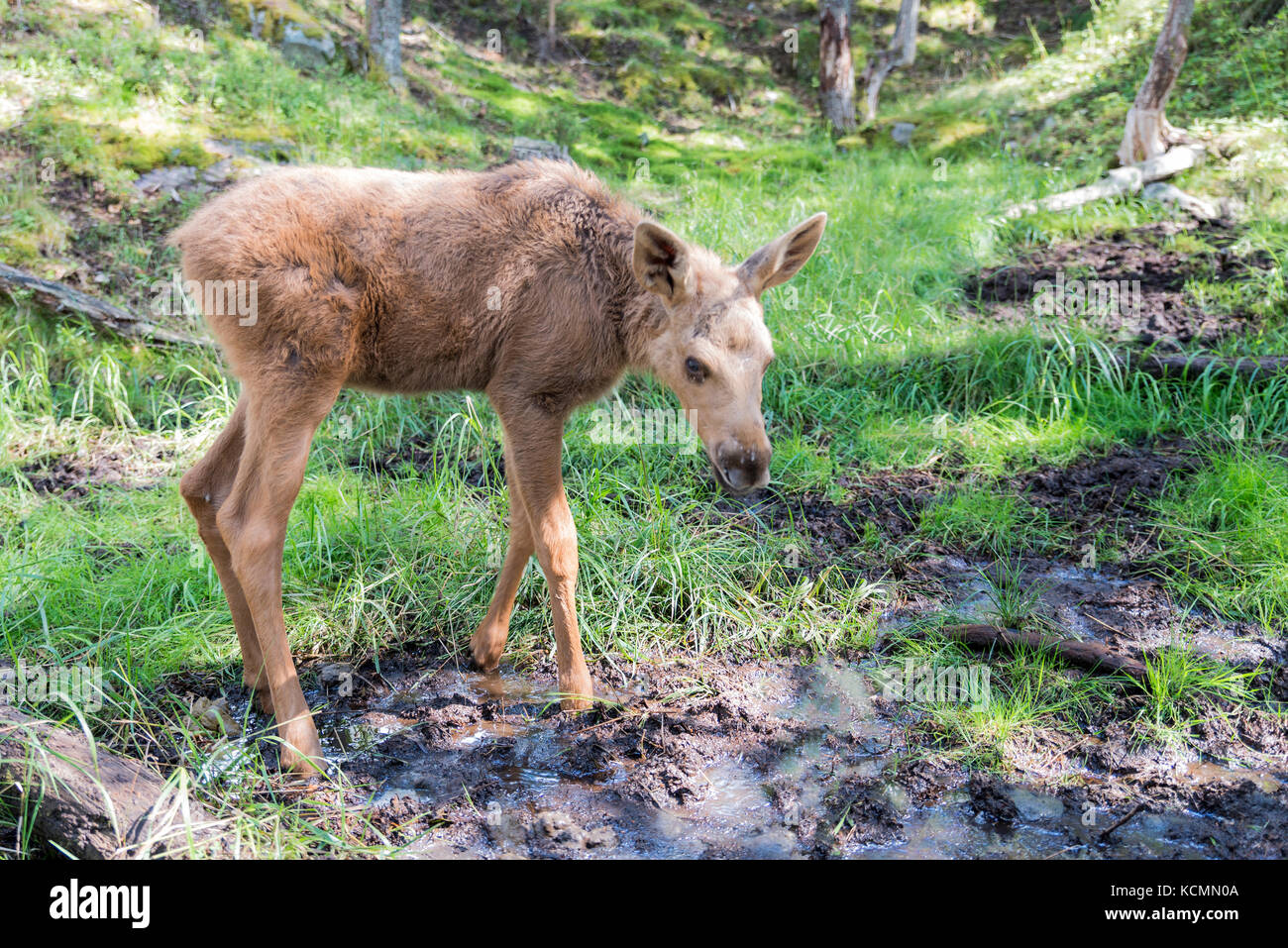 young elk or moose in norway Stock Photo - Alamy