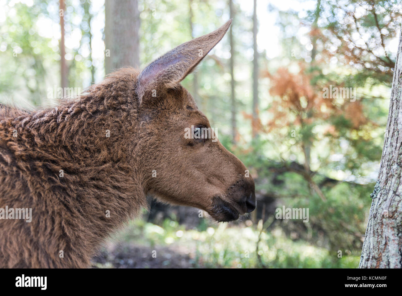 Moose or European elk Alces alces young calf in forest Stock Photo - Alamy