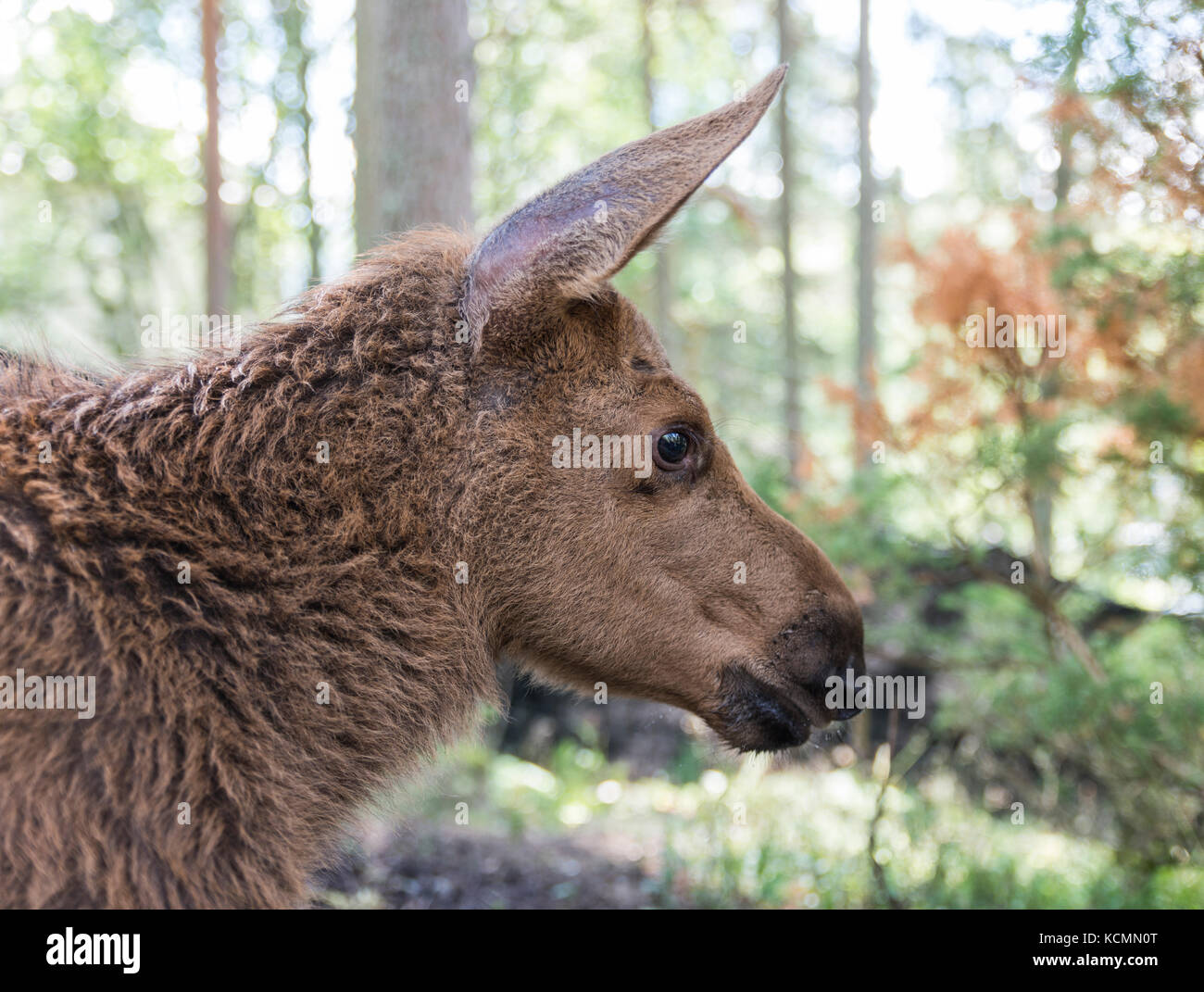Moose or European elk Alces alces young calf in forest Stock Photo - Alamy