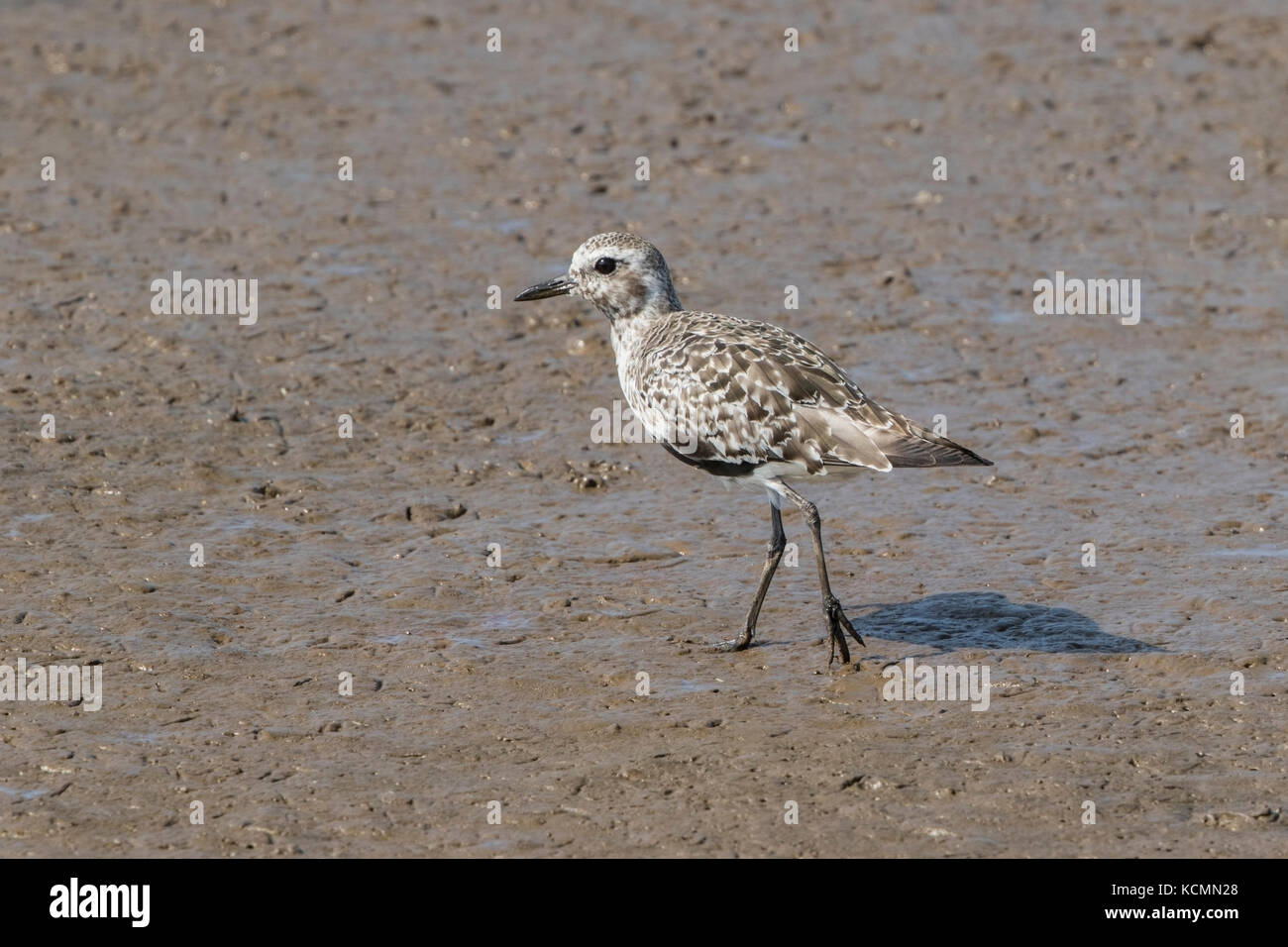 grey plover or black-bellied plover (Pluvialis squatarola) walking in ...