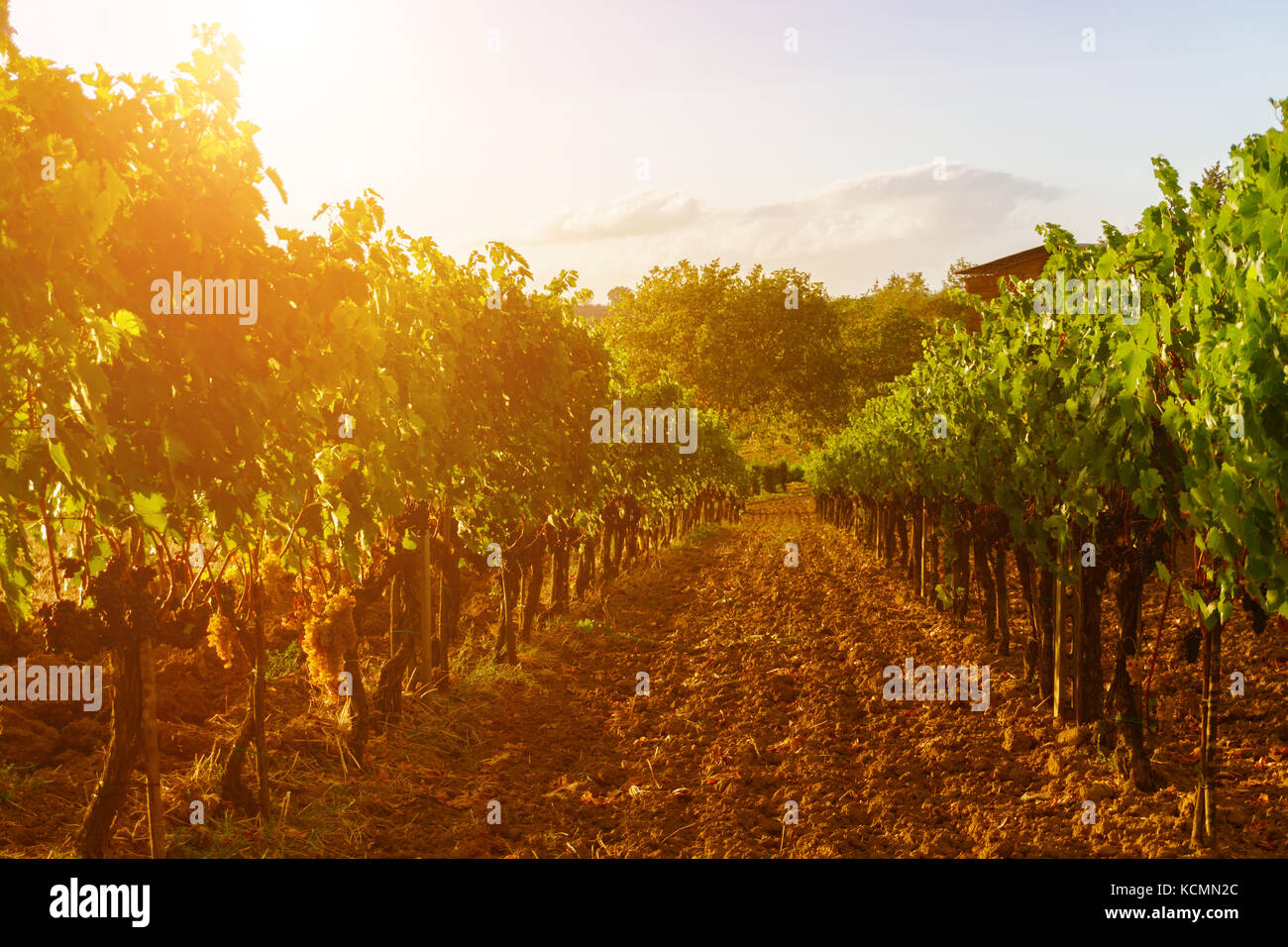 Vineyard on sunset Stock Photo - Alamy