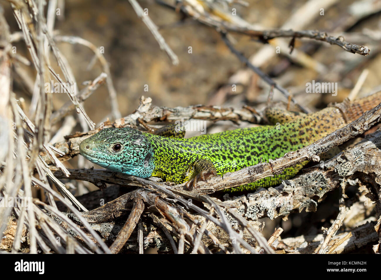 Iberian rock-lizard (Lacerta schreiberi Stock Photo - Alamy