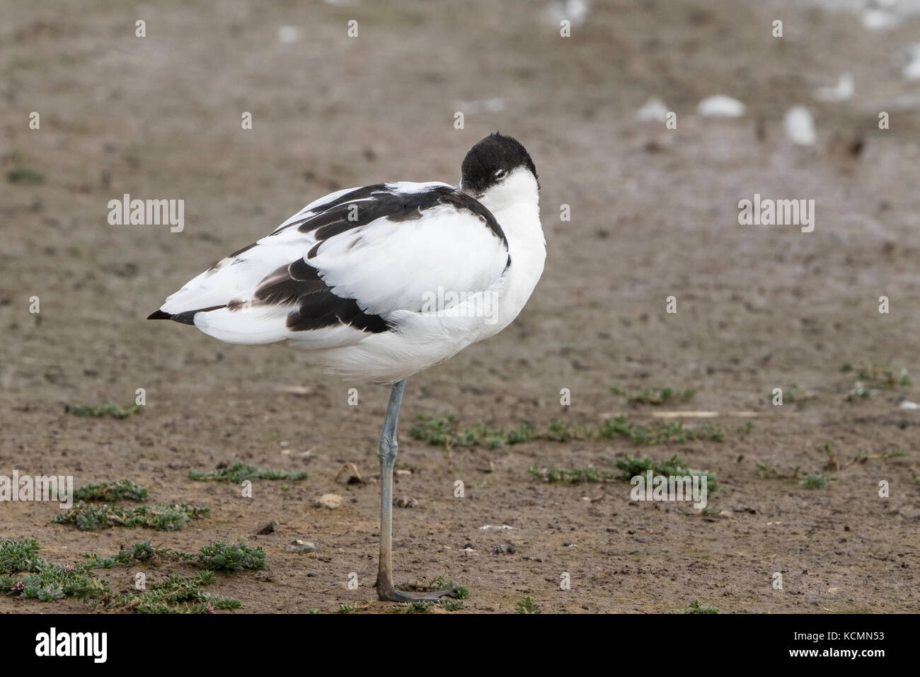 pied avocet (Recurvirostra avosetta) adult walking in shallow water ...